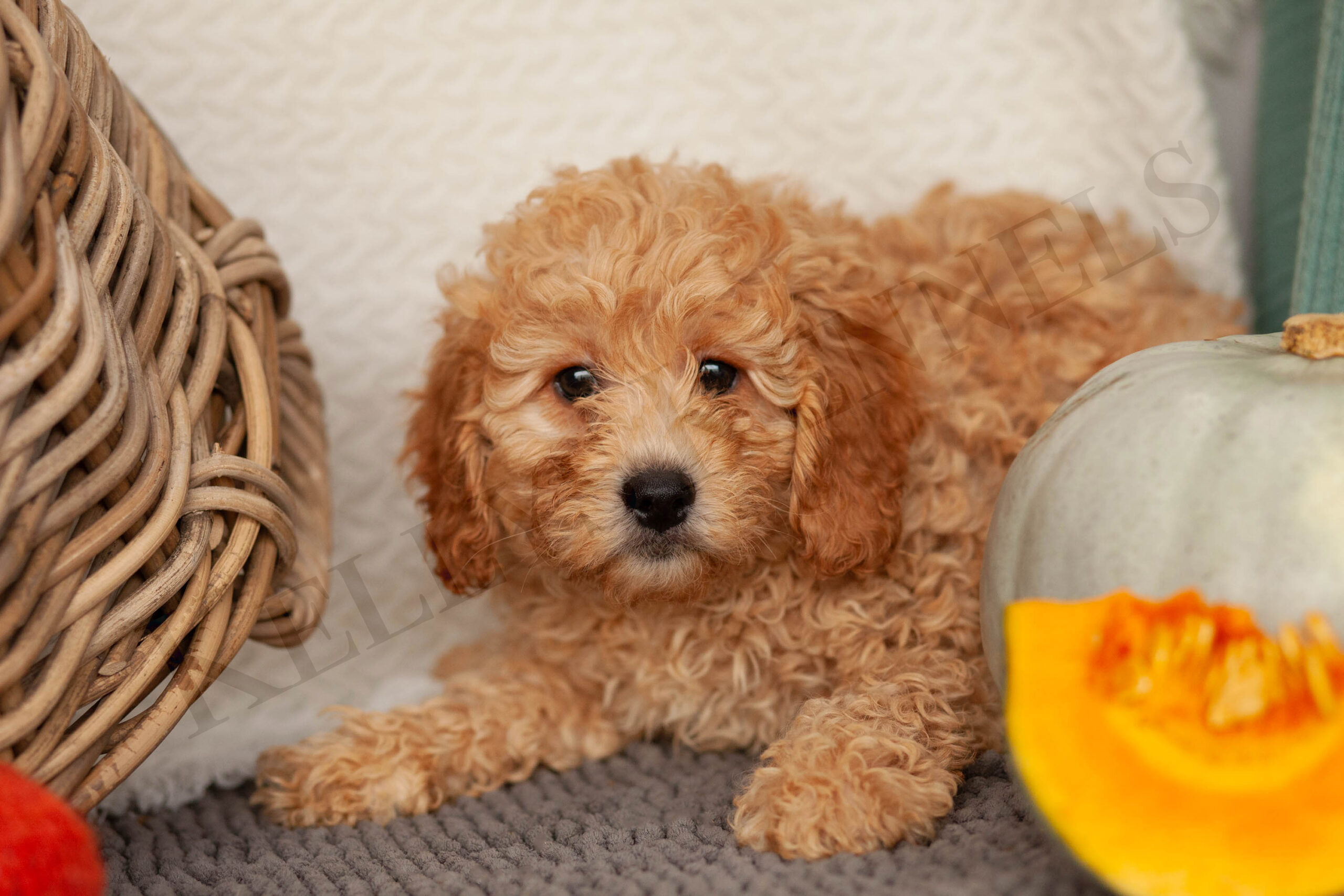 Unique CavaPooChons – Kellys Kennels