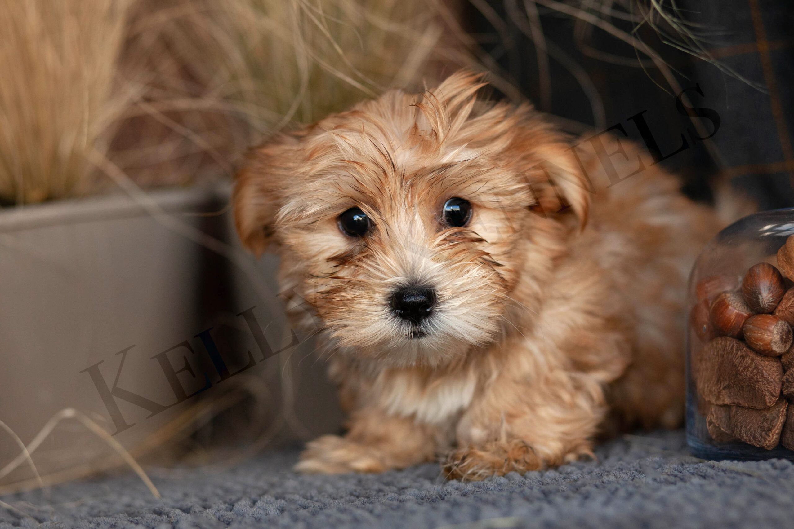 Incredible Morkies – Kellys Kennels