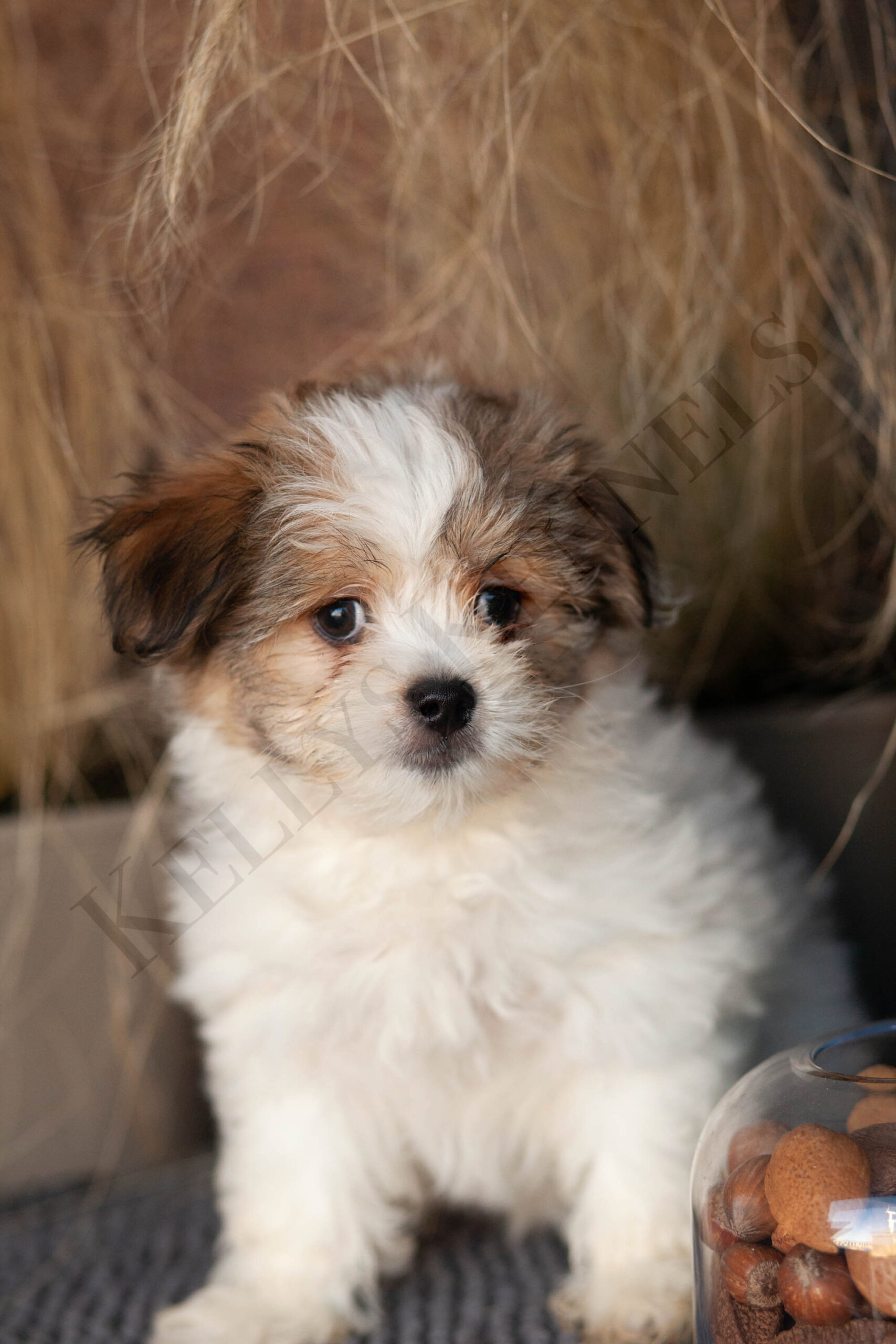 Fabulous PomTese – Kellys Kennels