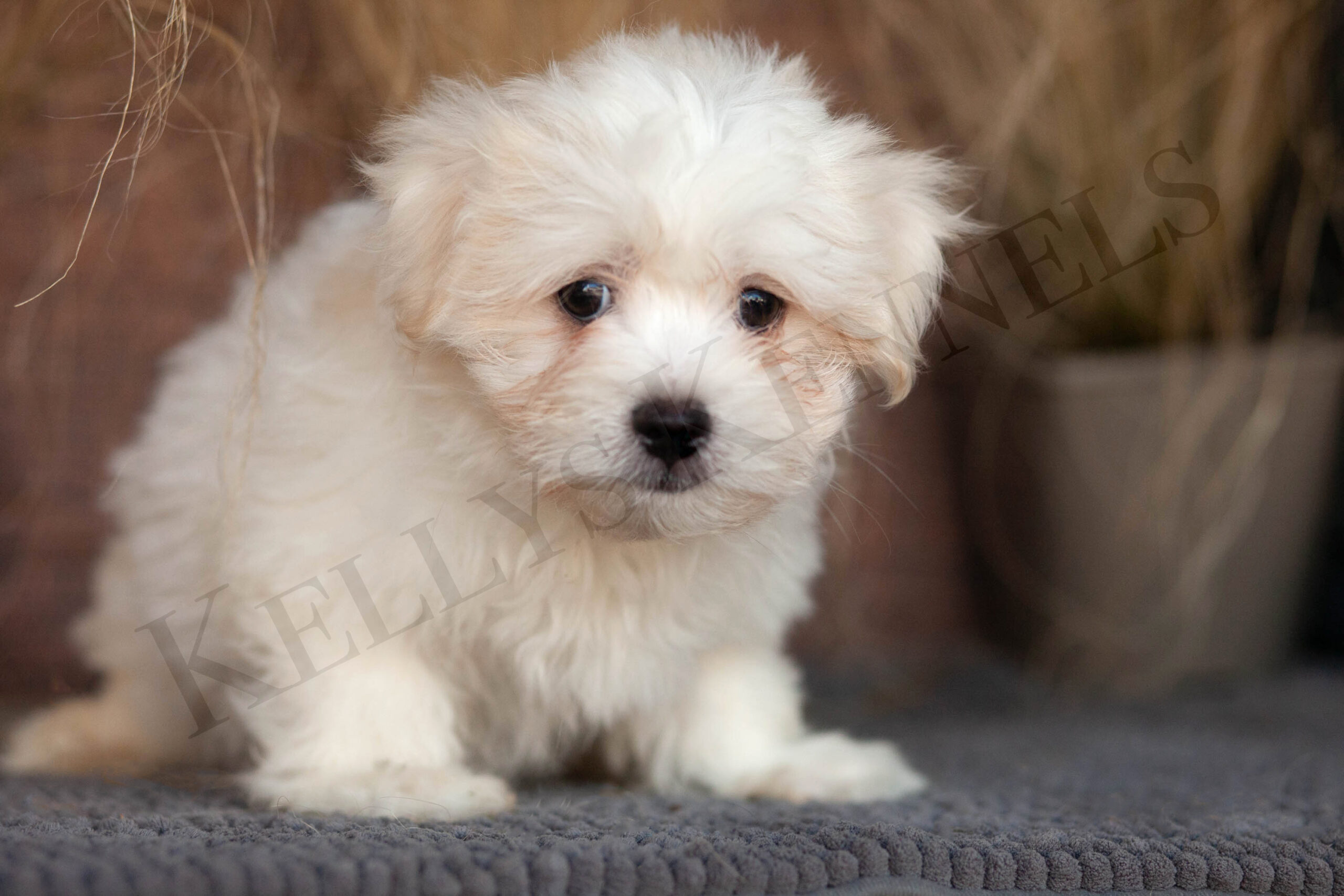 Fabulous PomTese – Kellys Kennels