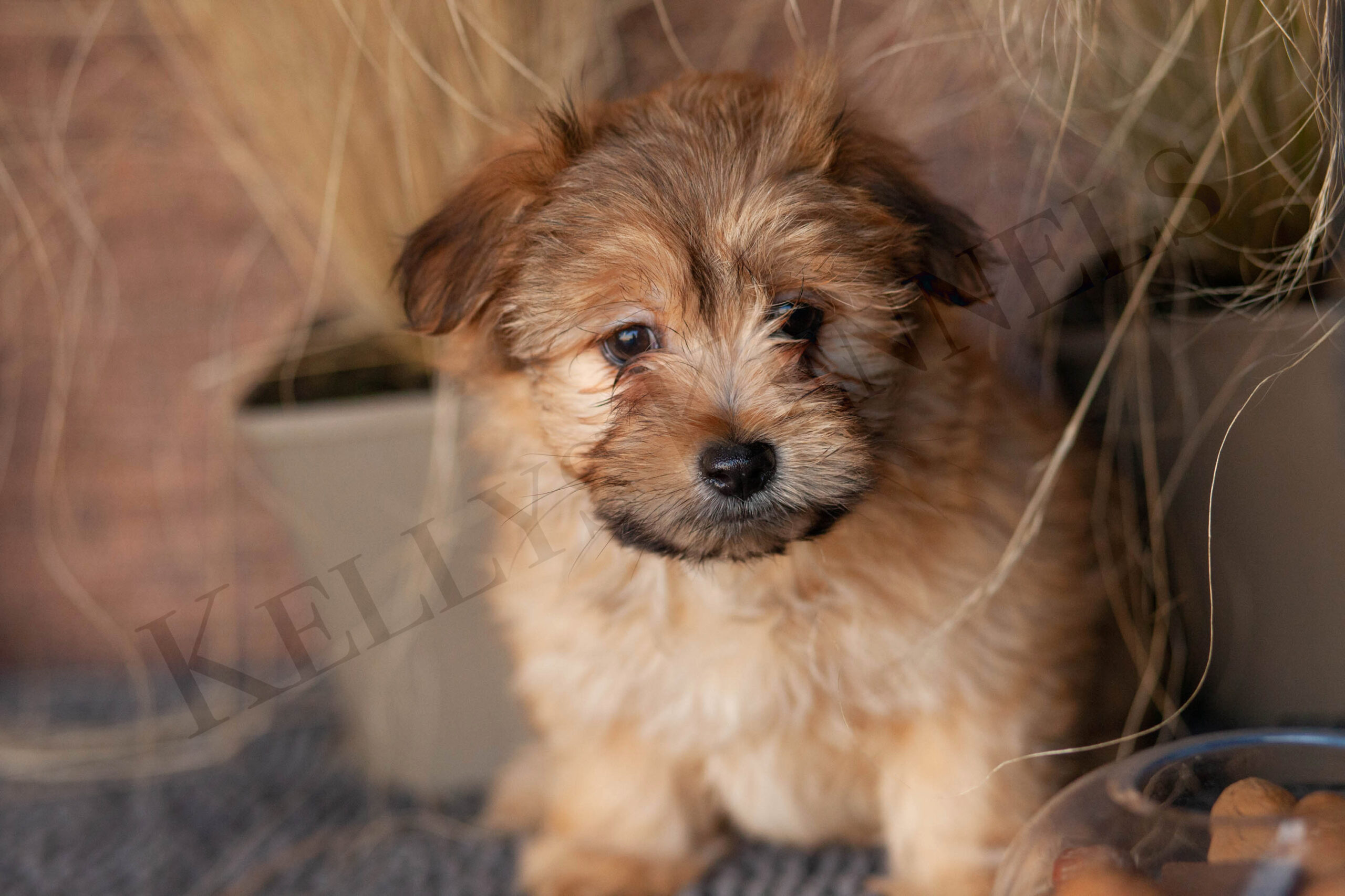 Fabulous PomTese – Kellys Kennels