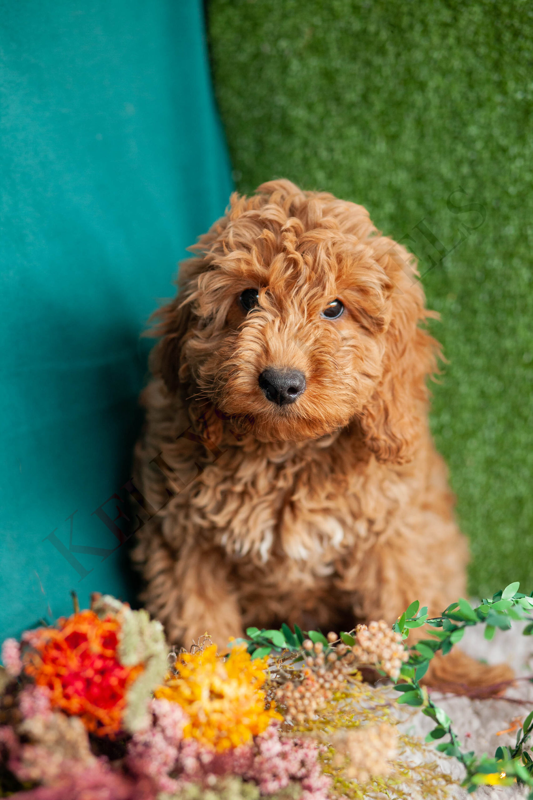 Cute F1 CockaPoos – Kellys Kennels