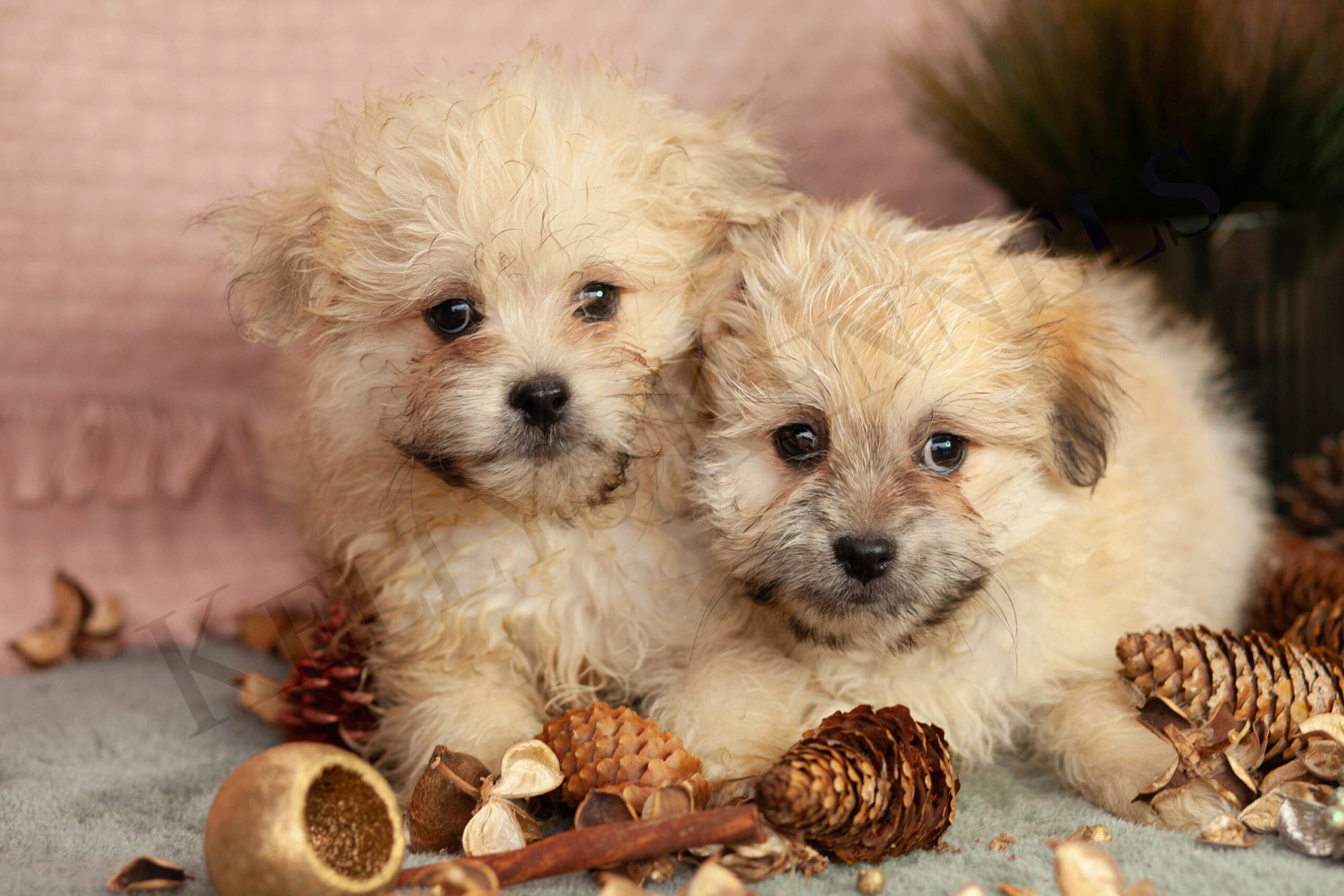 Fabulous PomTese – Kellys Kennels