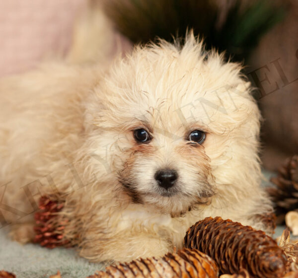 Fabulous PomTese – Kellys Kennels