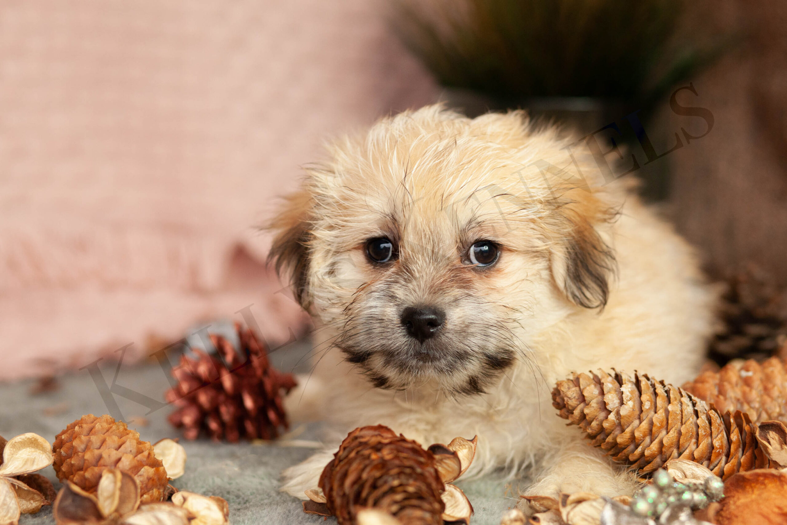 Fabulous PomTese – Kellys Kennels