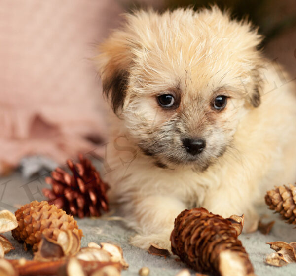 Fabulous PomTese – Kellys Kennels