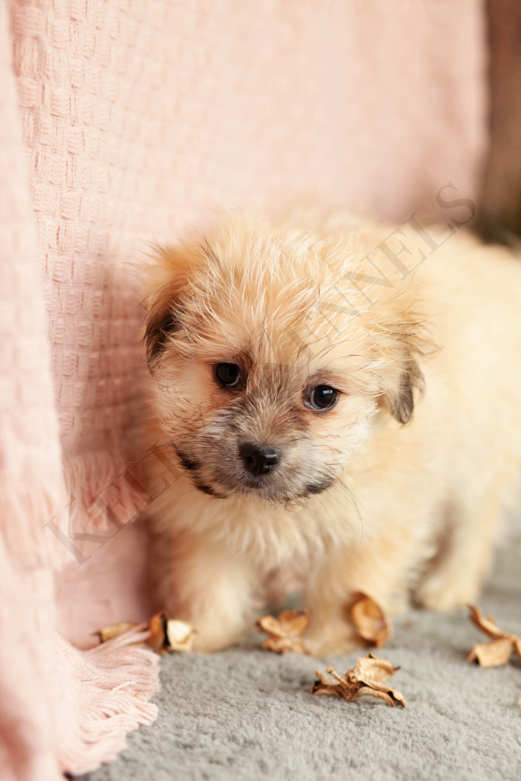 Fabulous PomTese – Kellys Kennels