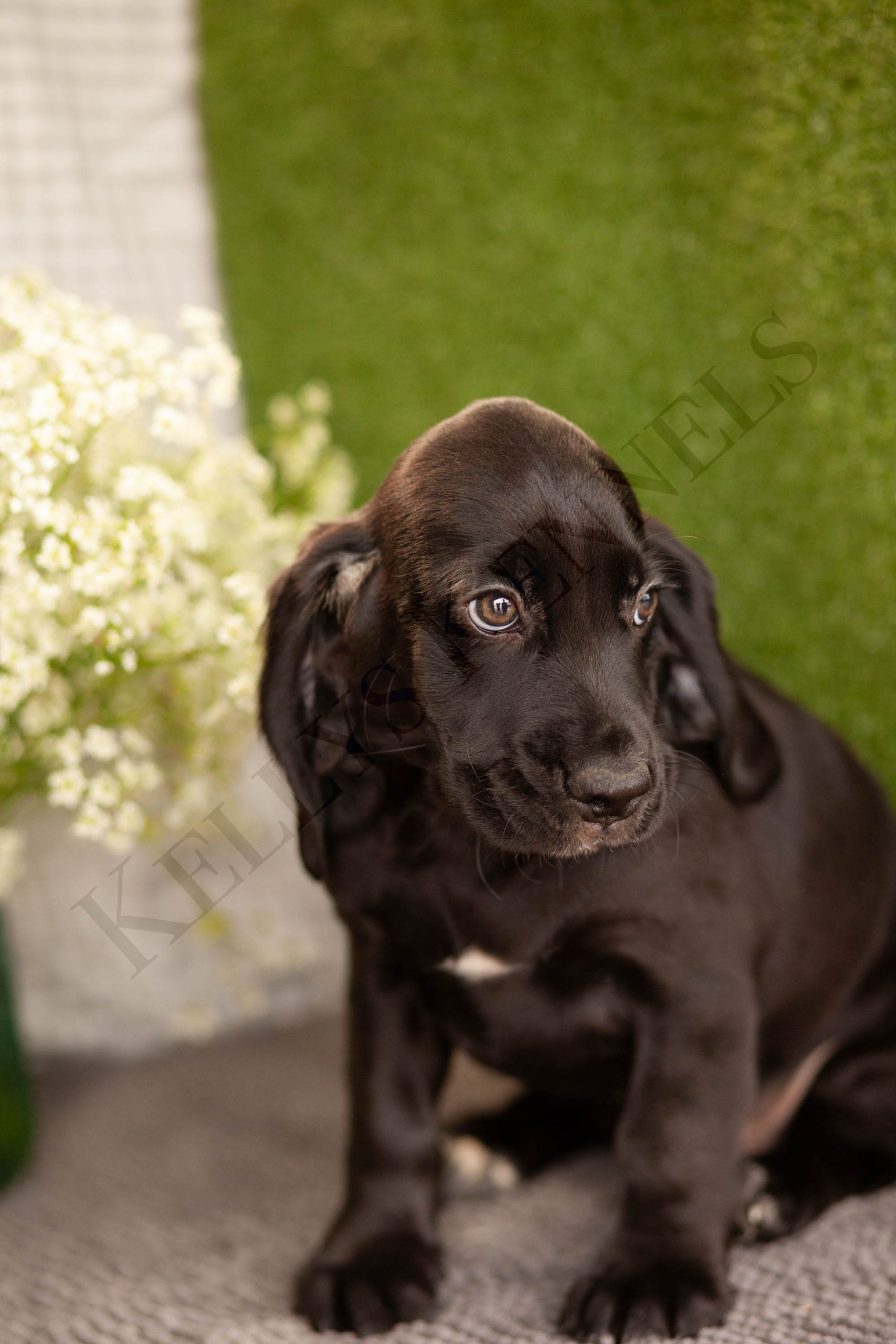 Sweet Bockers – Kellys Kennels