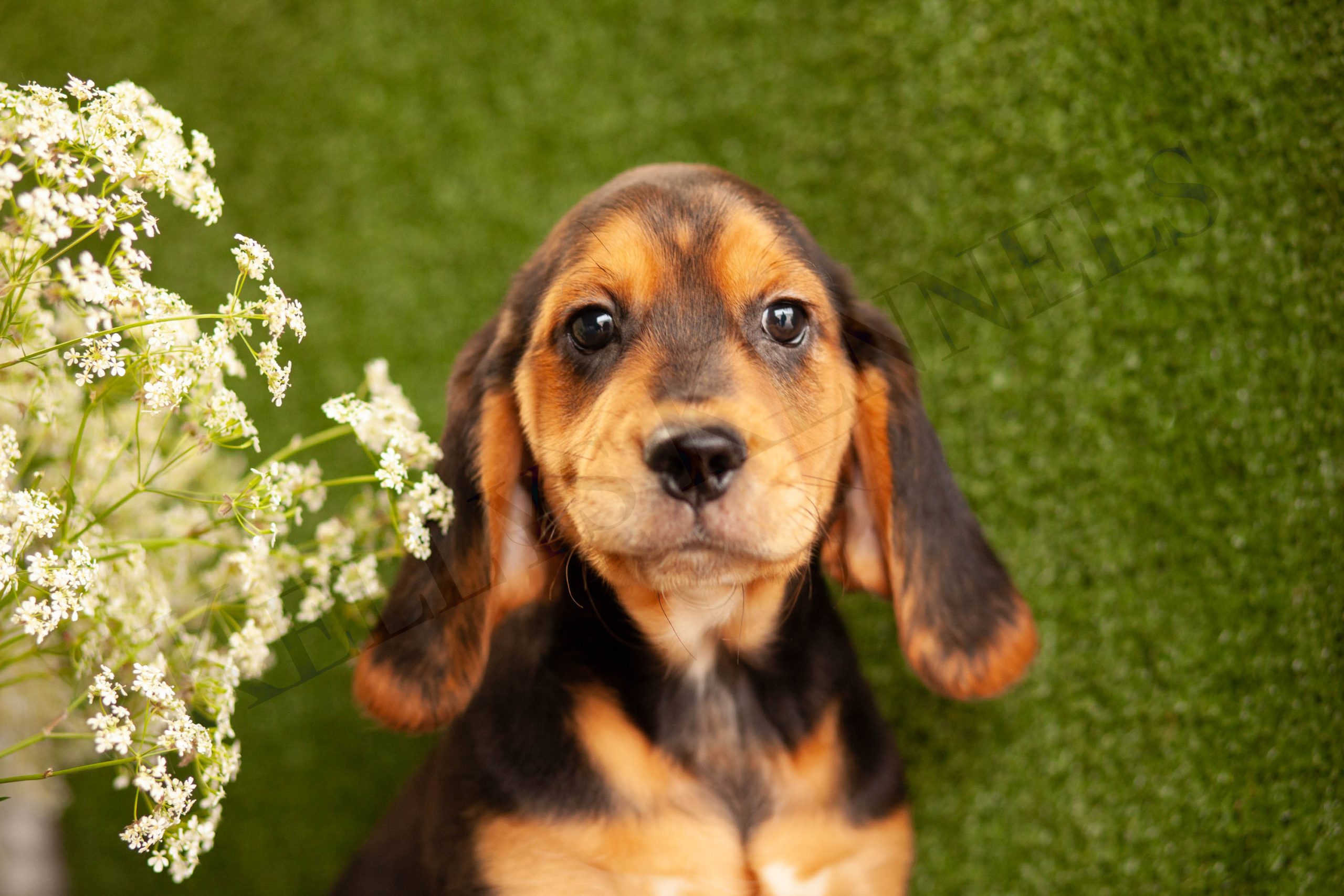 Sweet Bockers – Kellys Kennels