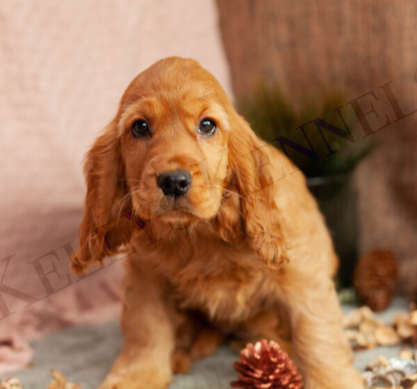 Cocker Spaniels – Kellys Kennels