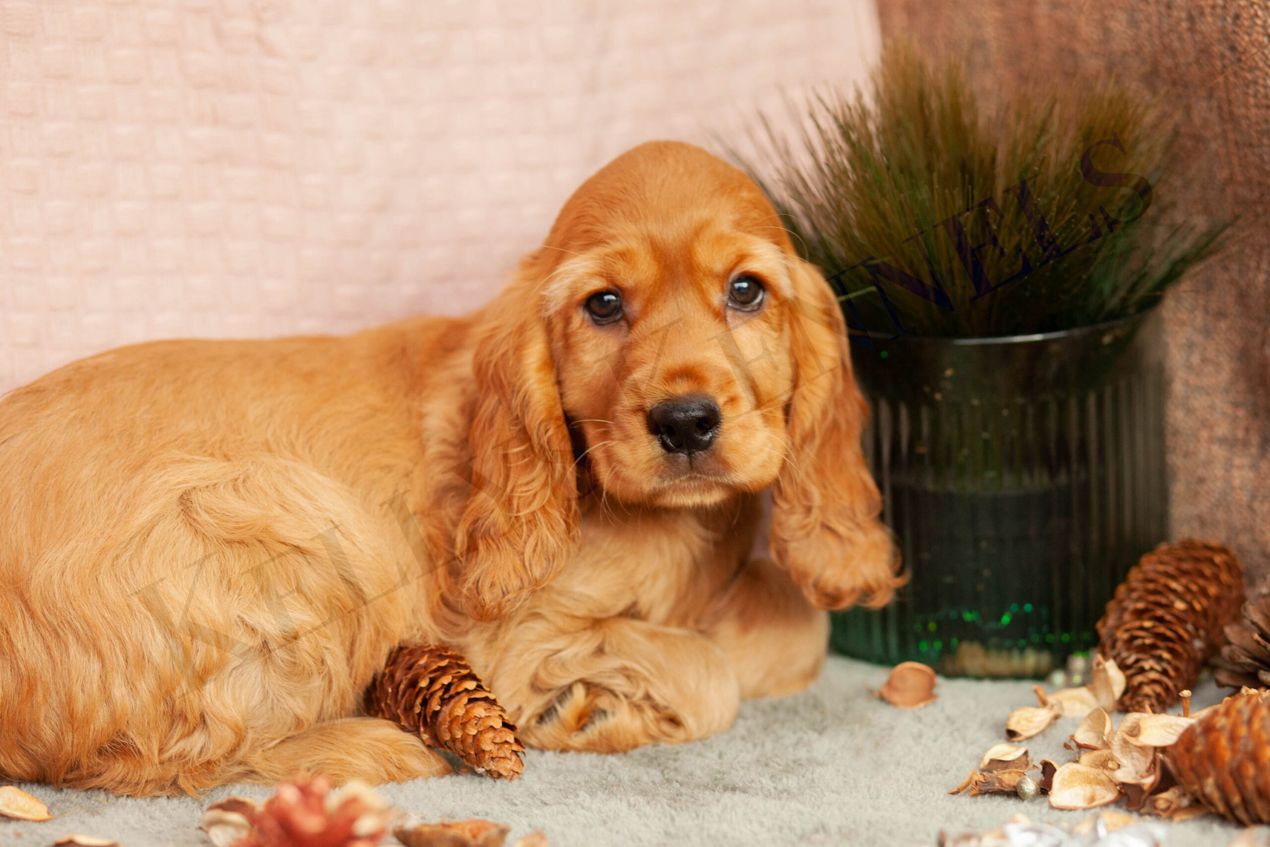 Cocker Spaniels – Kellys Kennels