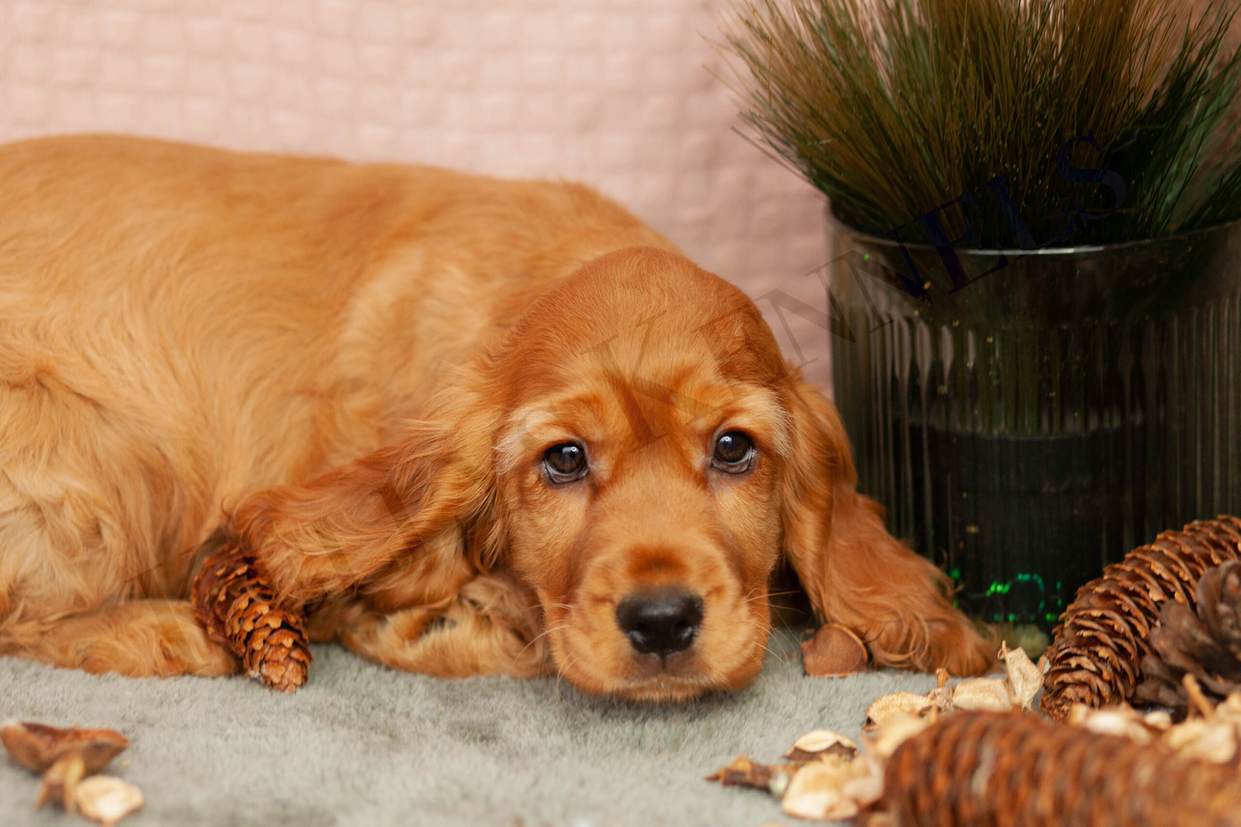 Cocker Spaniels – Kellys Kennels