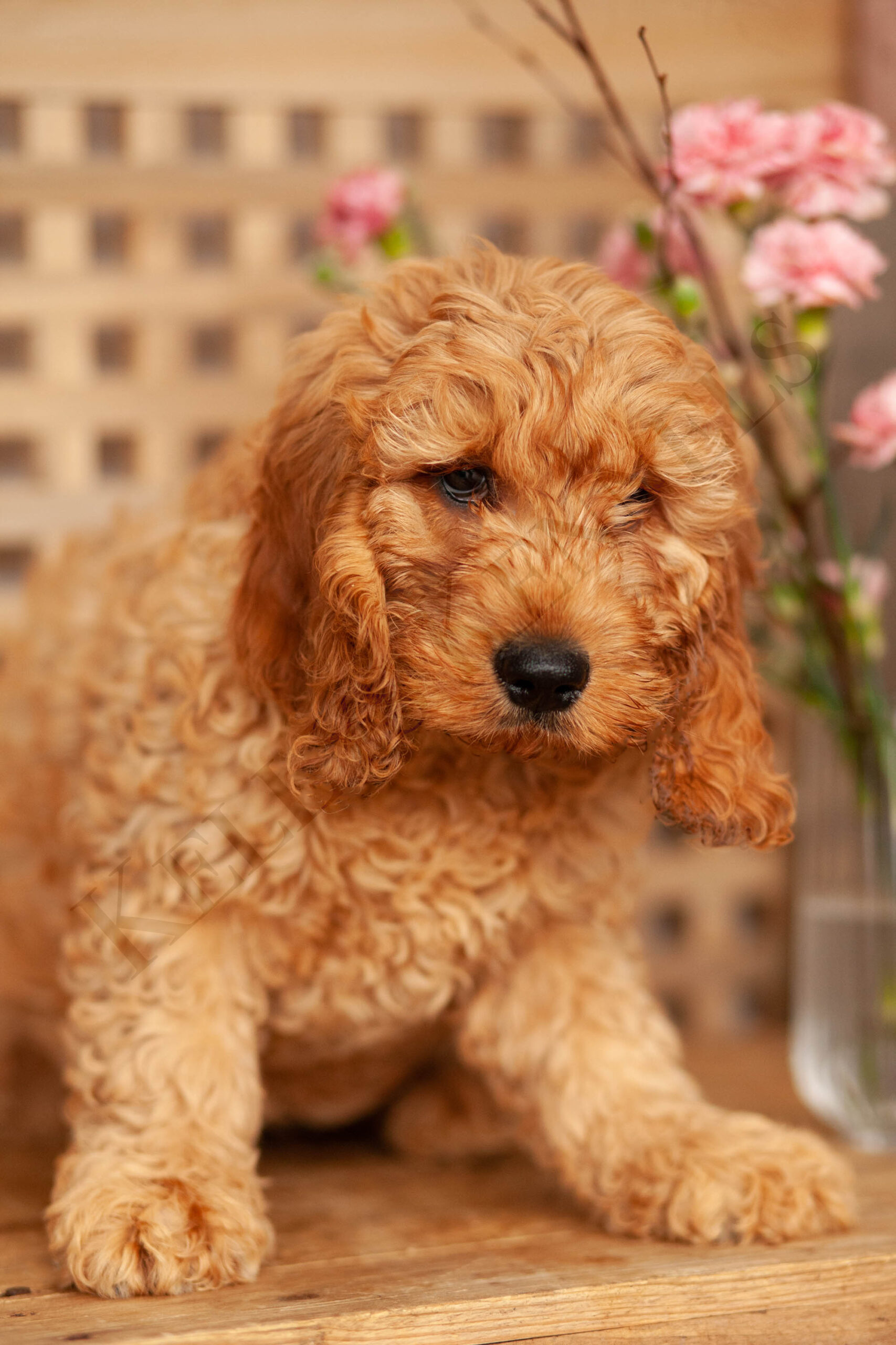 Cute F1 CockaPoos – Kellys Kennels