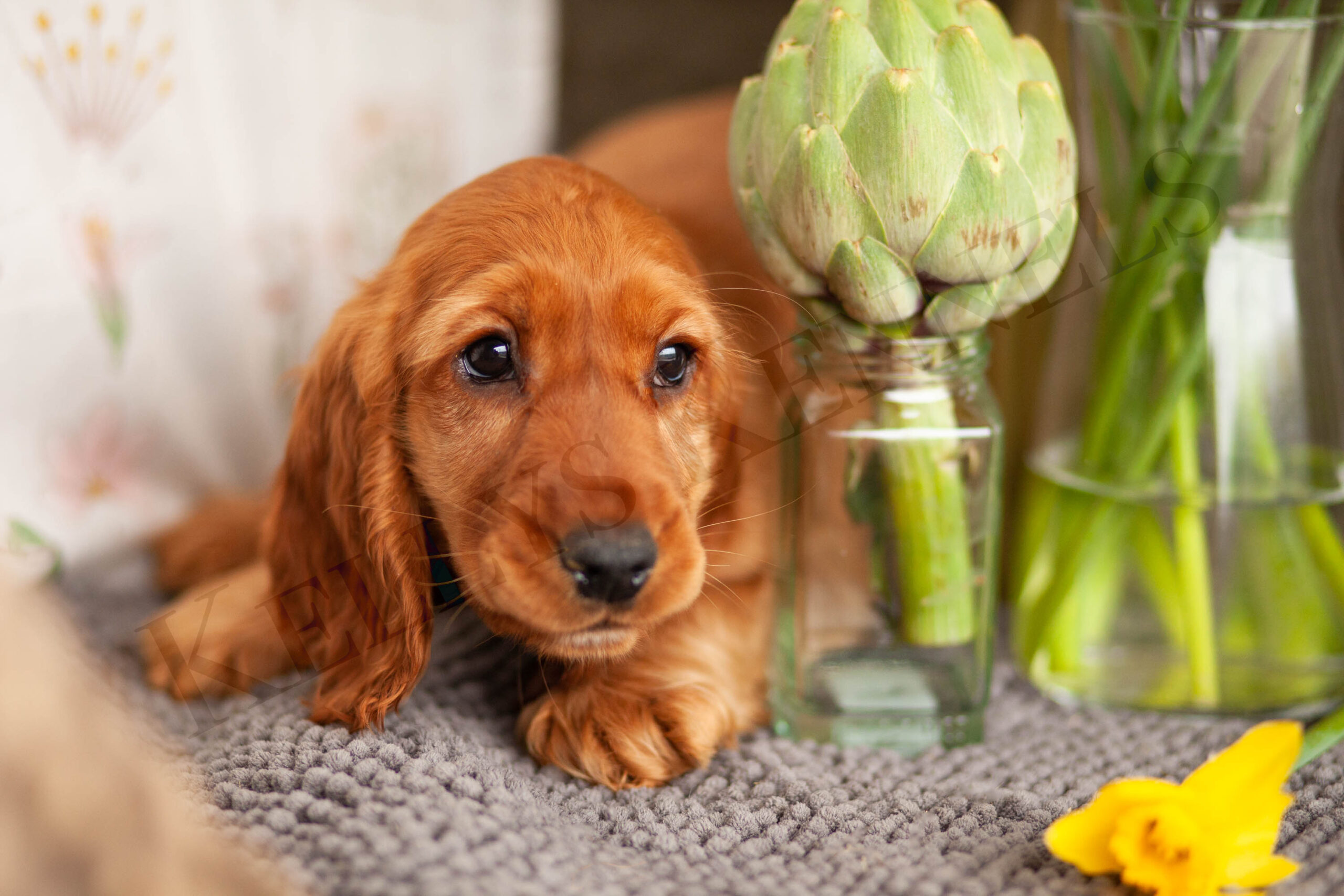 Cocker Spaniels – Kellys Kennels