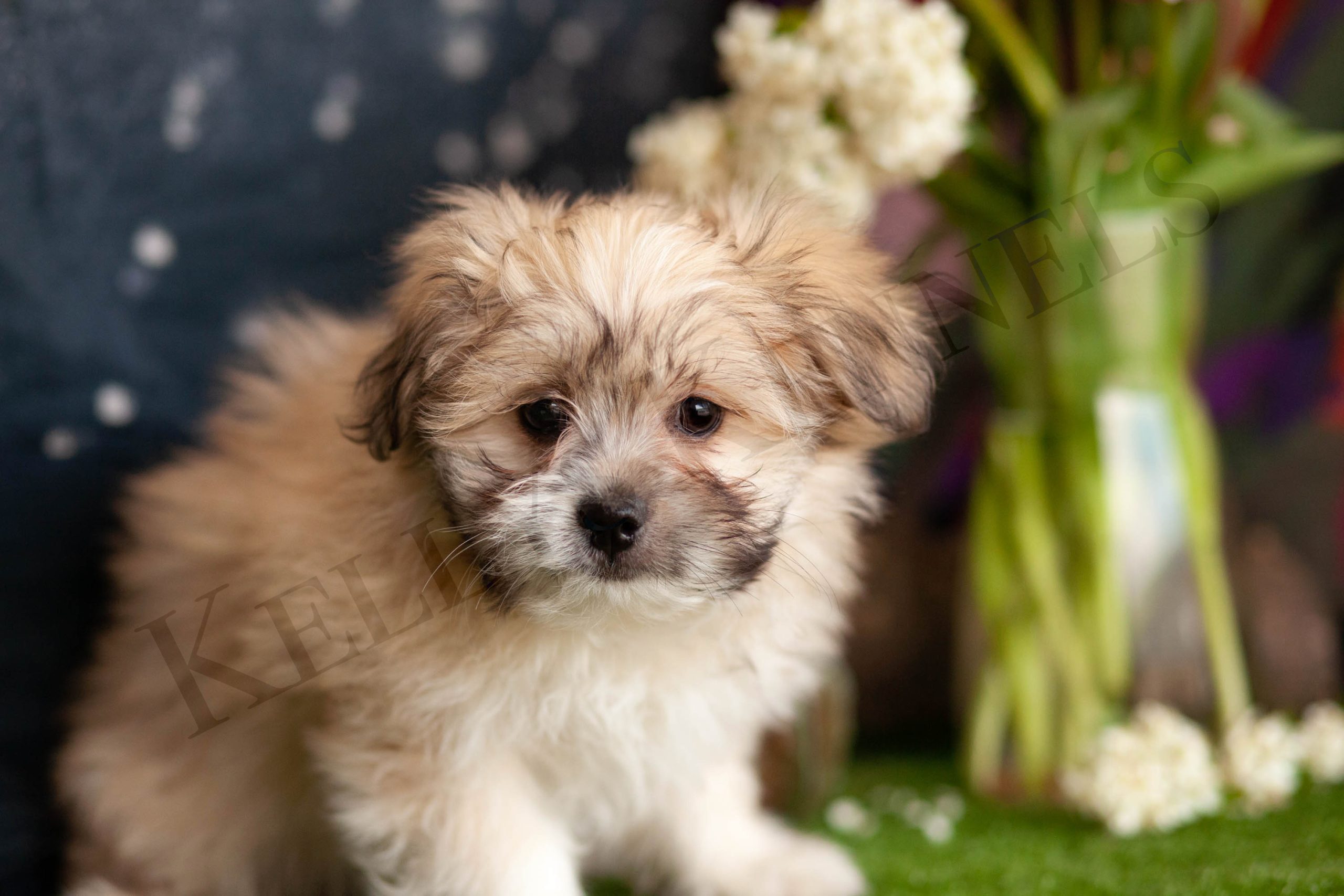 Fabulous PomTese – Kellys Kennels
