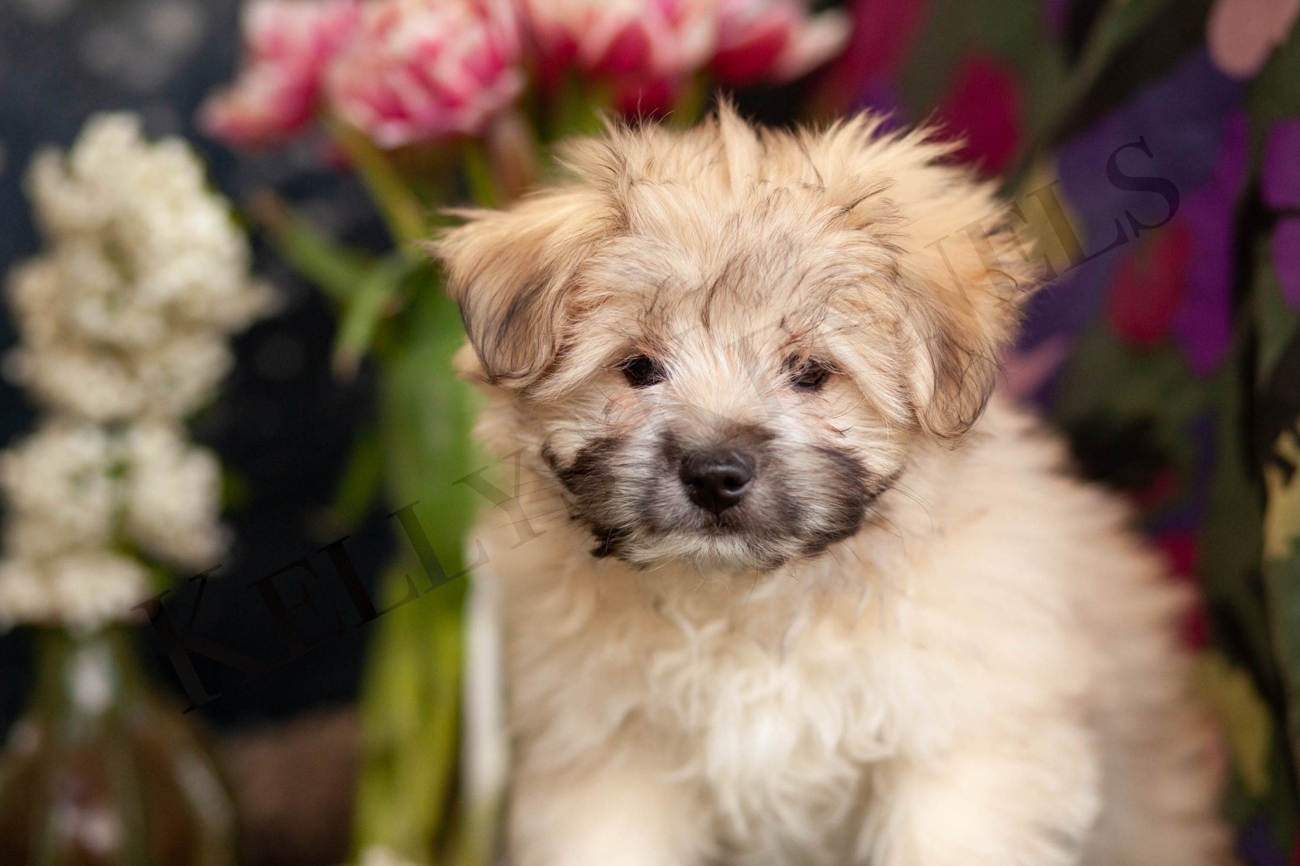 Fabulous PomTese – Kellys Kennels