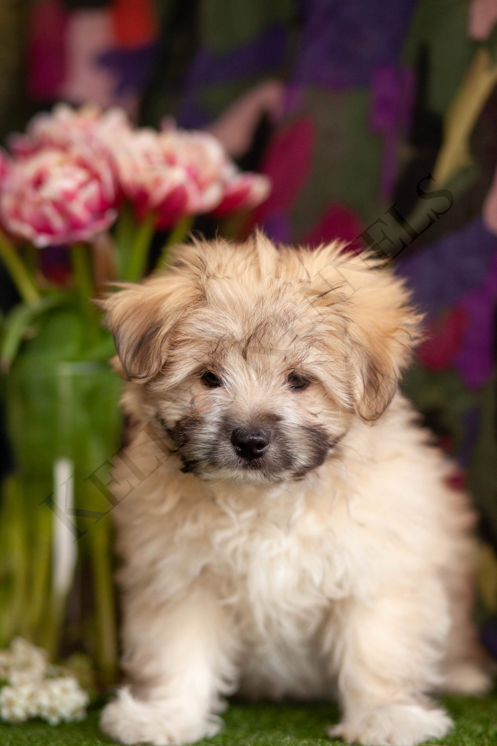 Fabulous PomTese – Kellys Kennels
