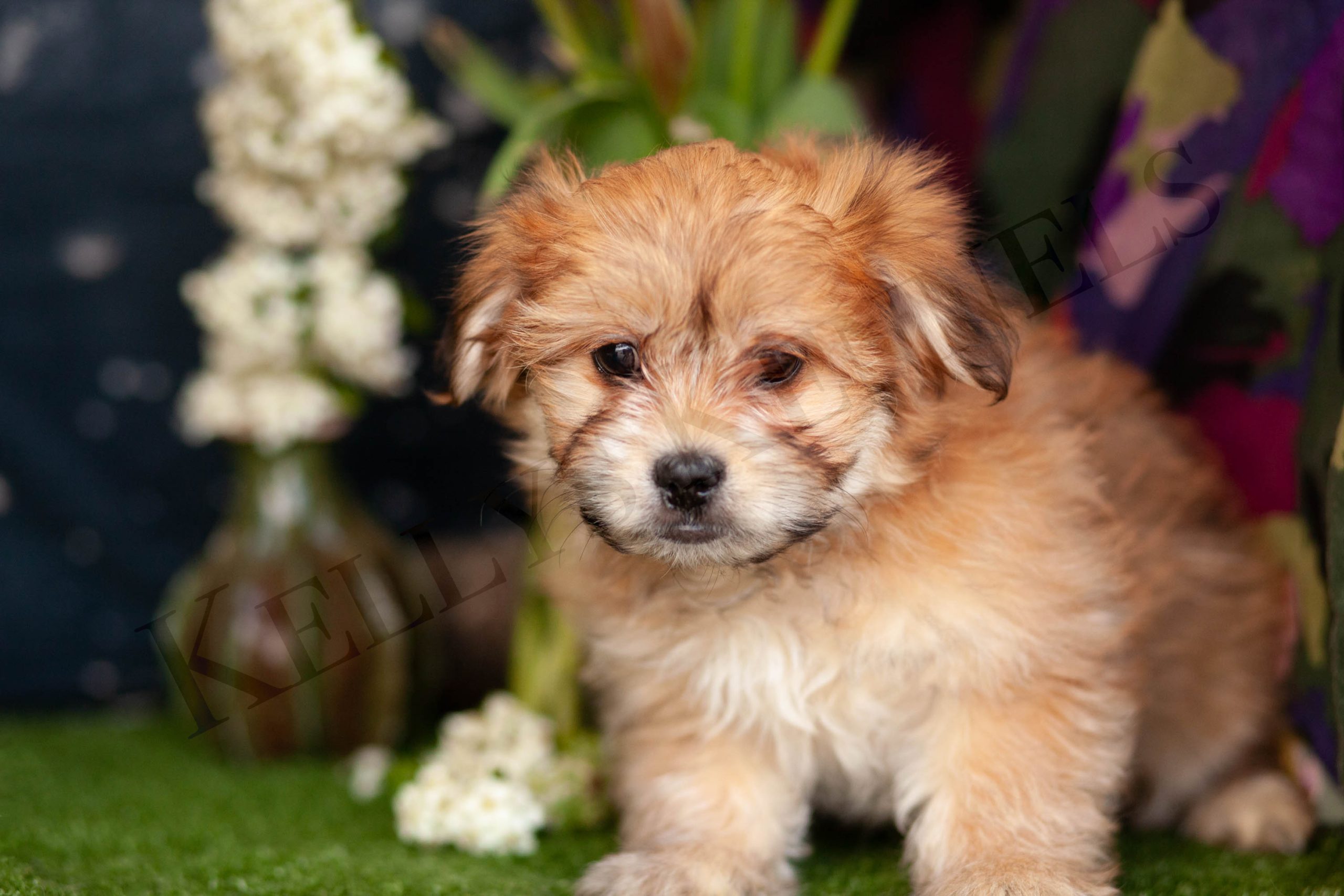 Fabulous PomTese – Kellys Kennels