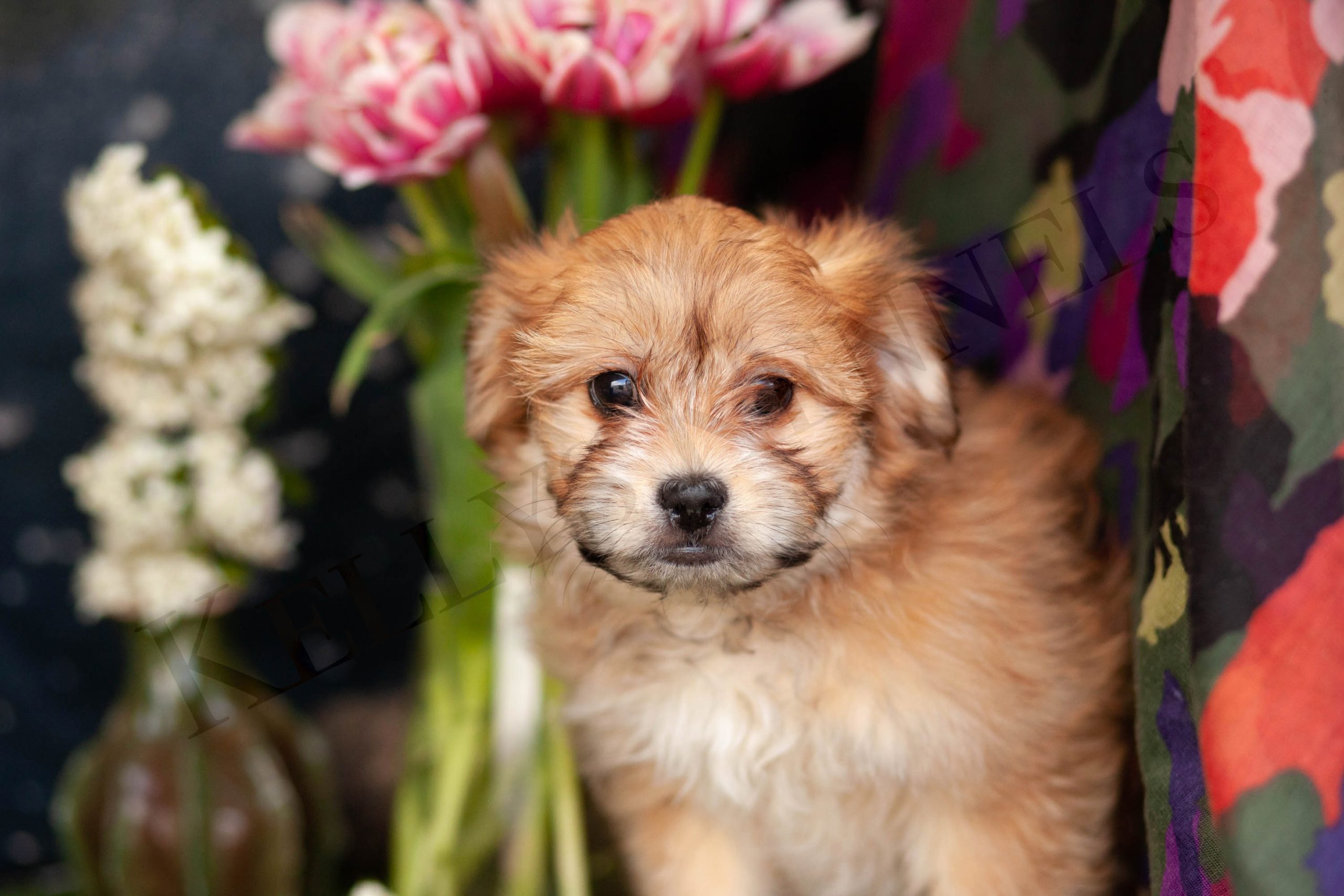 Fabulous PomTese – Kellys Kennels