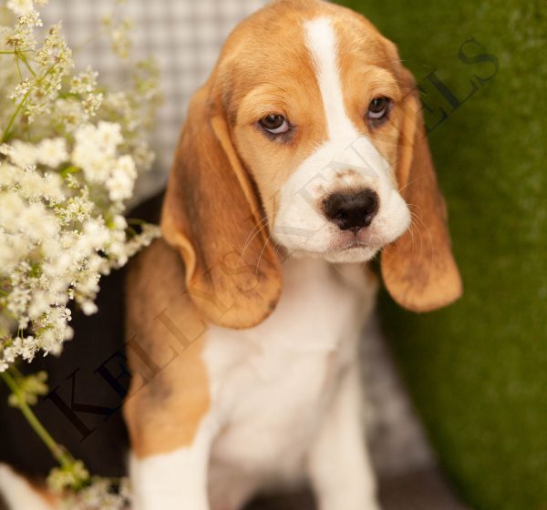 Tri-Colour Beagles – Kellys Kennels