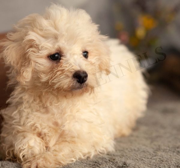 Kellys Kennels – Puppies for Sale
