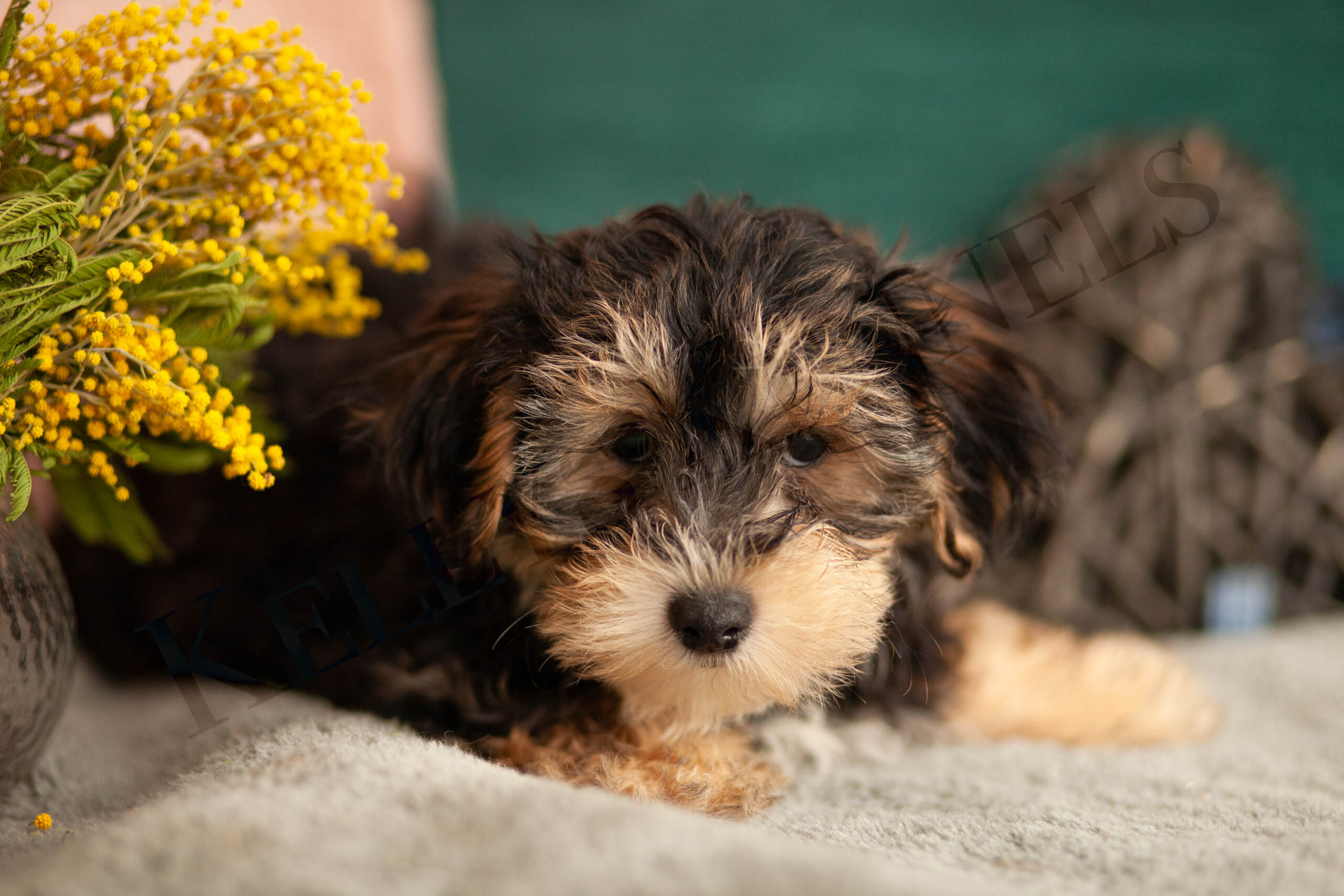 Fun Borkies – Kellys Kennels