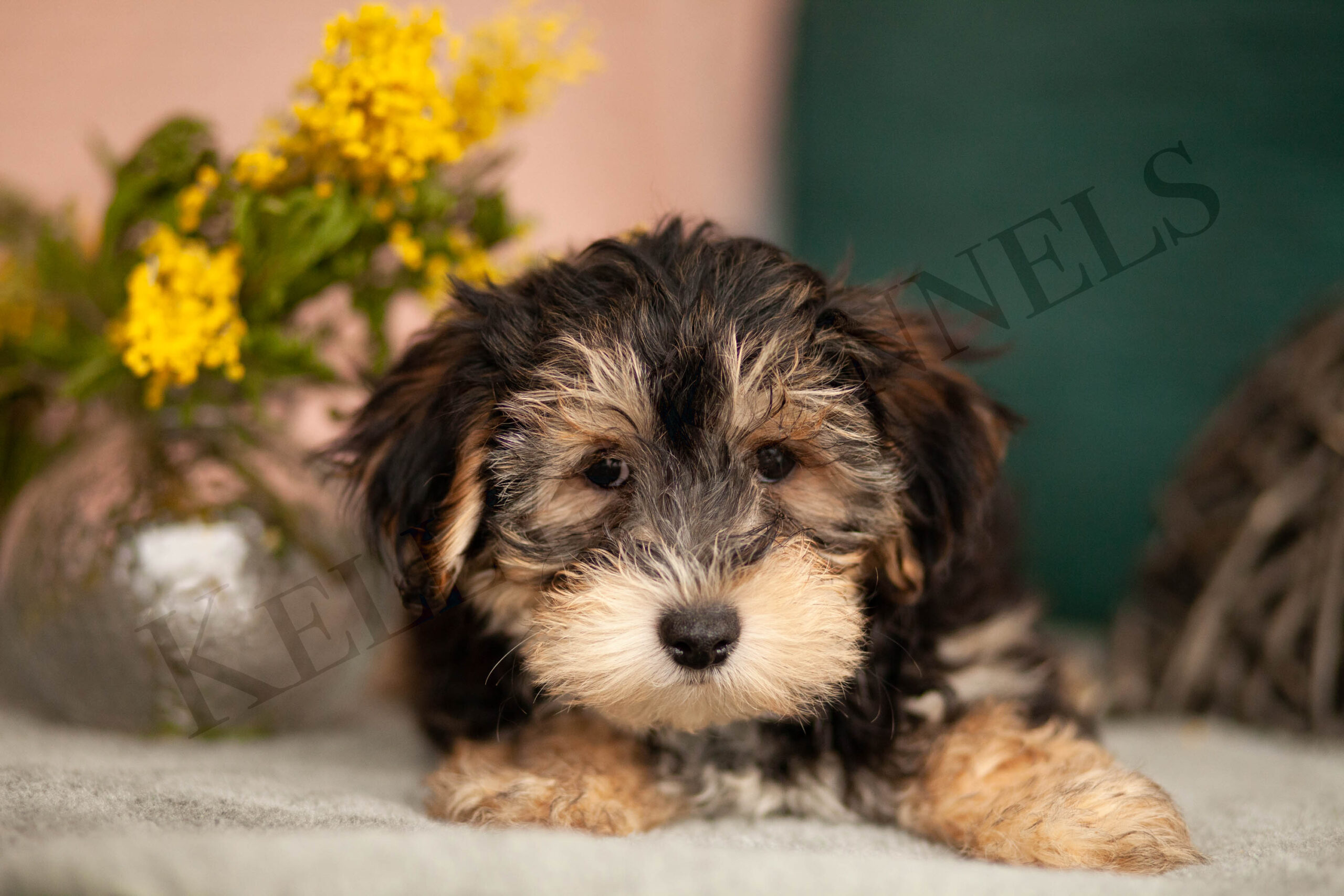 Fun Borkies – Kellys Kennels