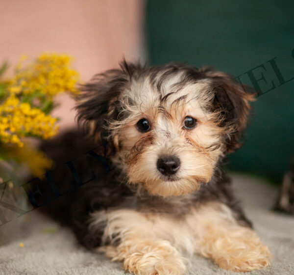 Fun Borkies – Kellys Kennels