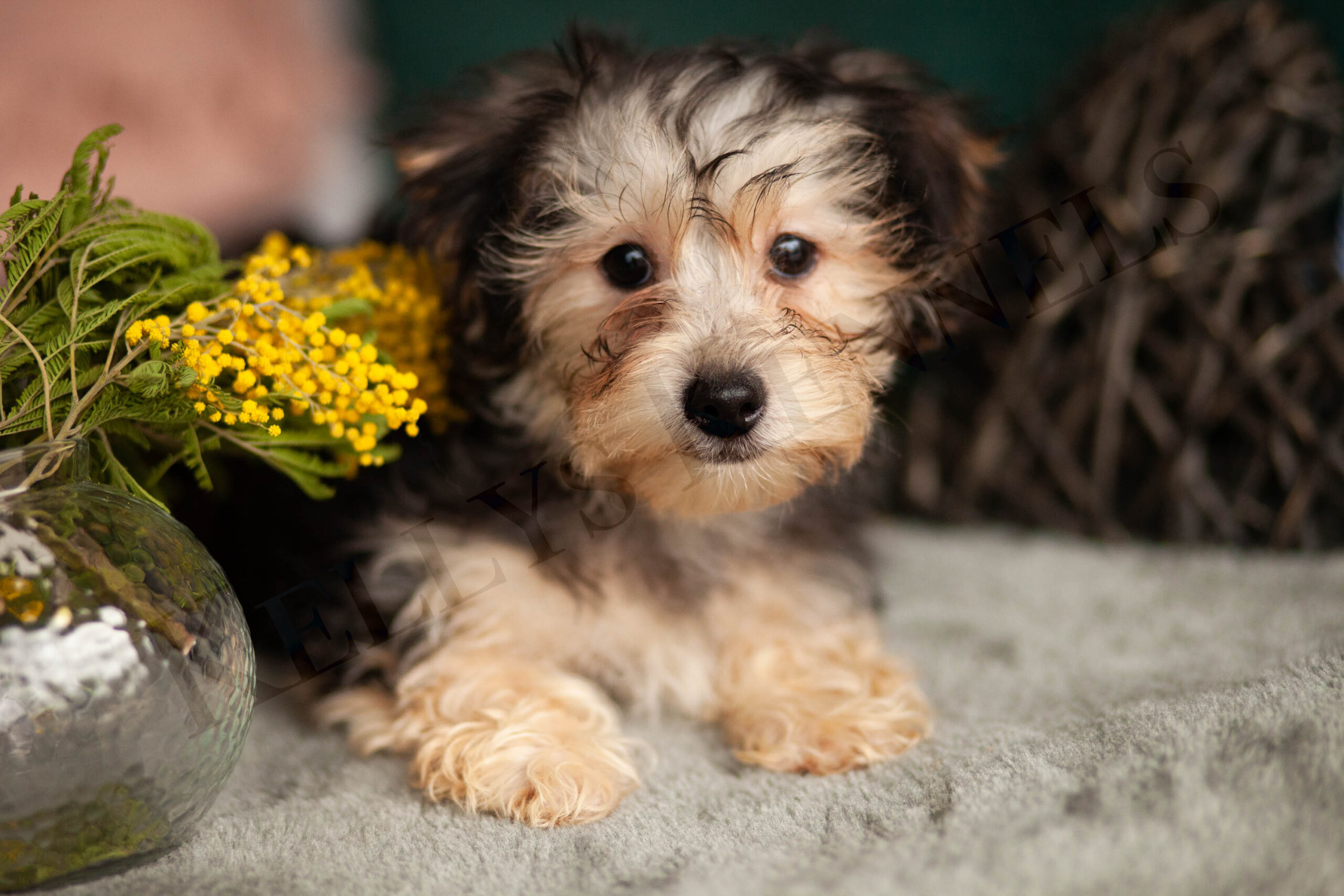 Fun Borkies – Kellys Kennels