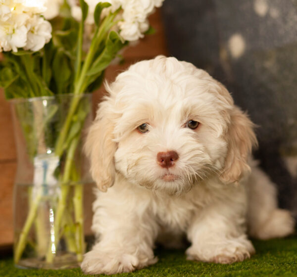 Incredible ShiPoos – Kellys Kennels