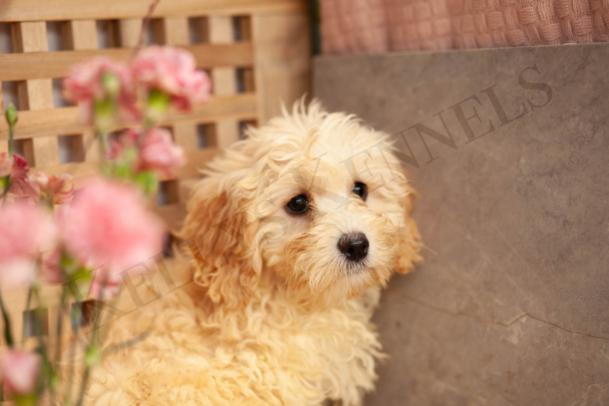 Unique CavaPooChons – Kellys Kennels