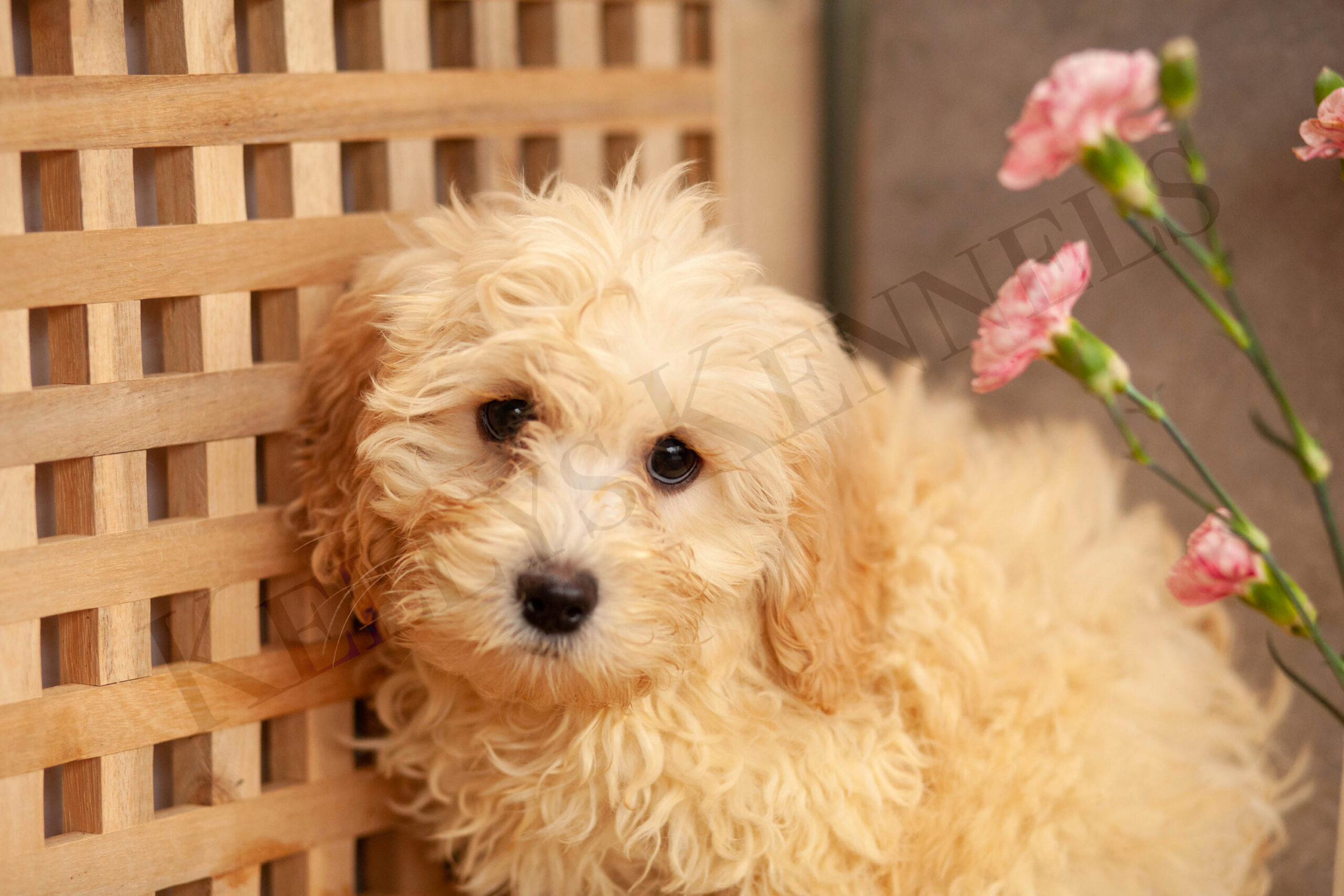 Unique CavaPooChons – Kellys Kennels