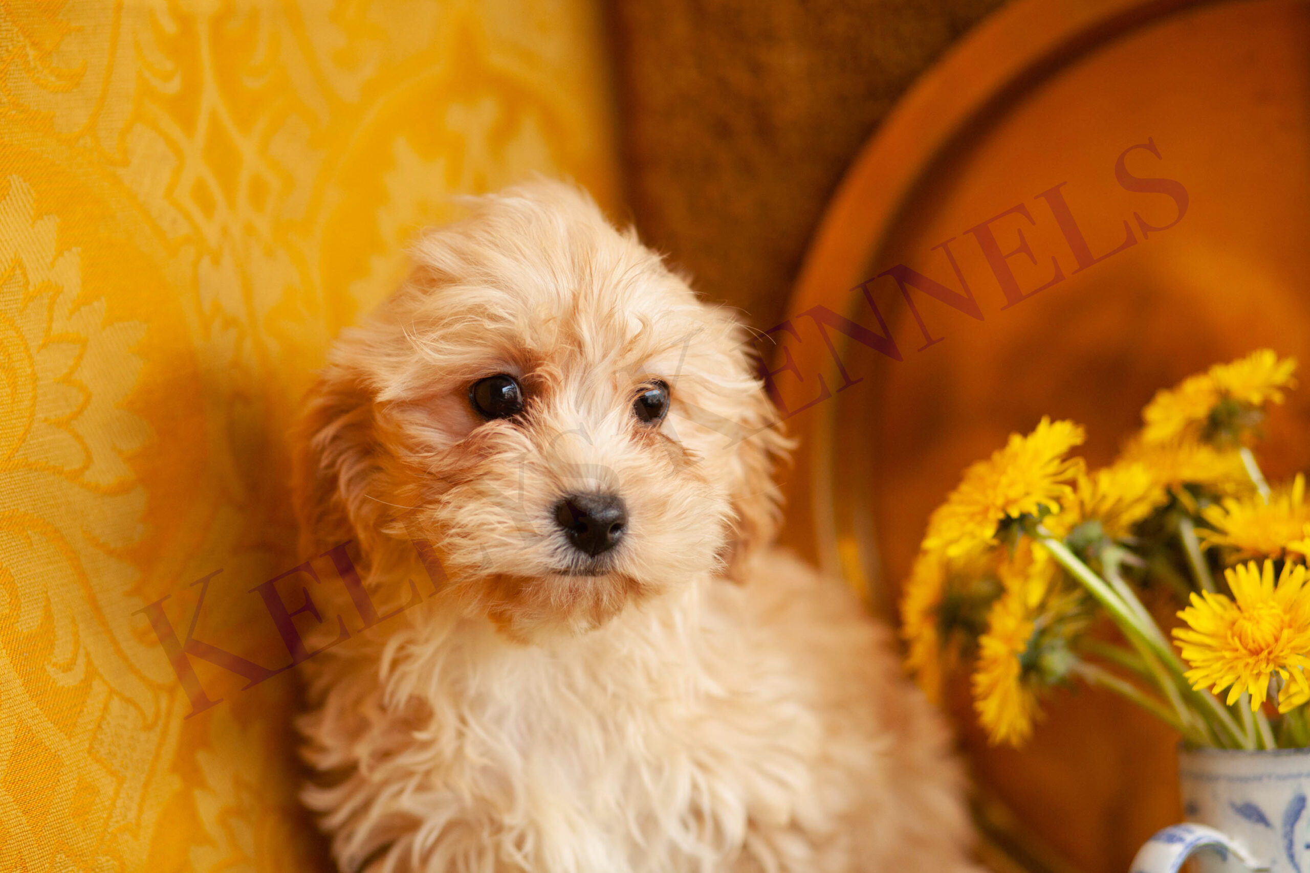 What Is An F1 Cavachon