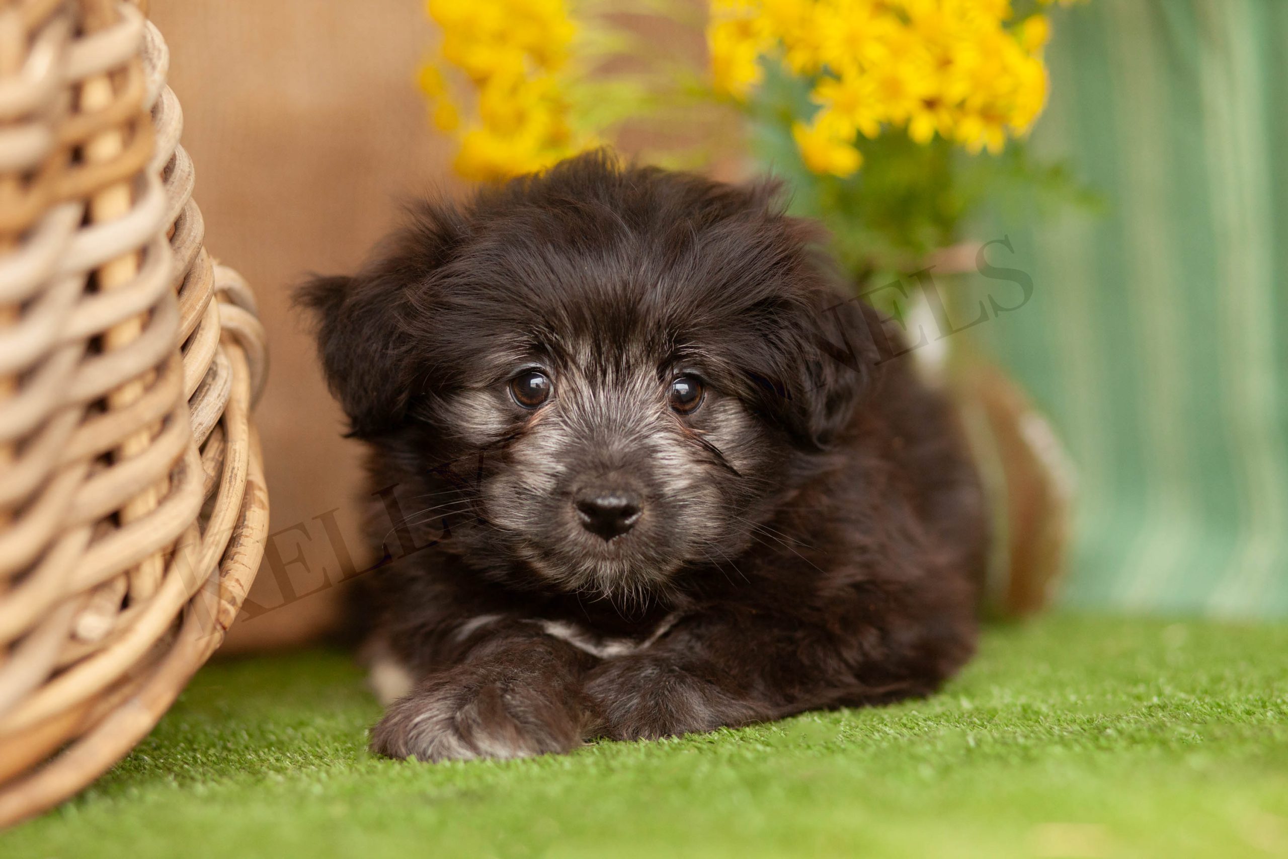 Fabulous PomTese – Kellys Kennels