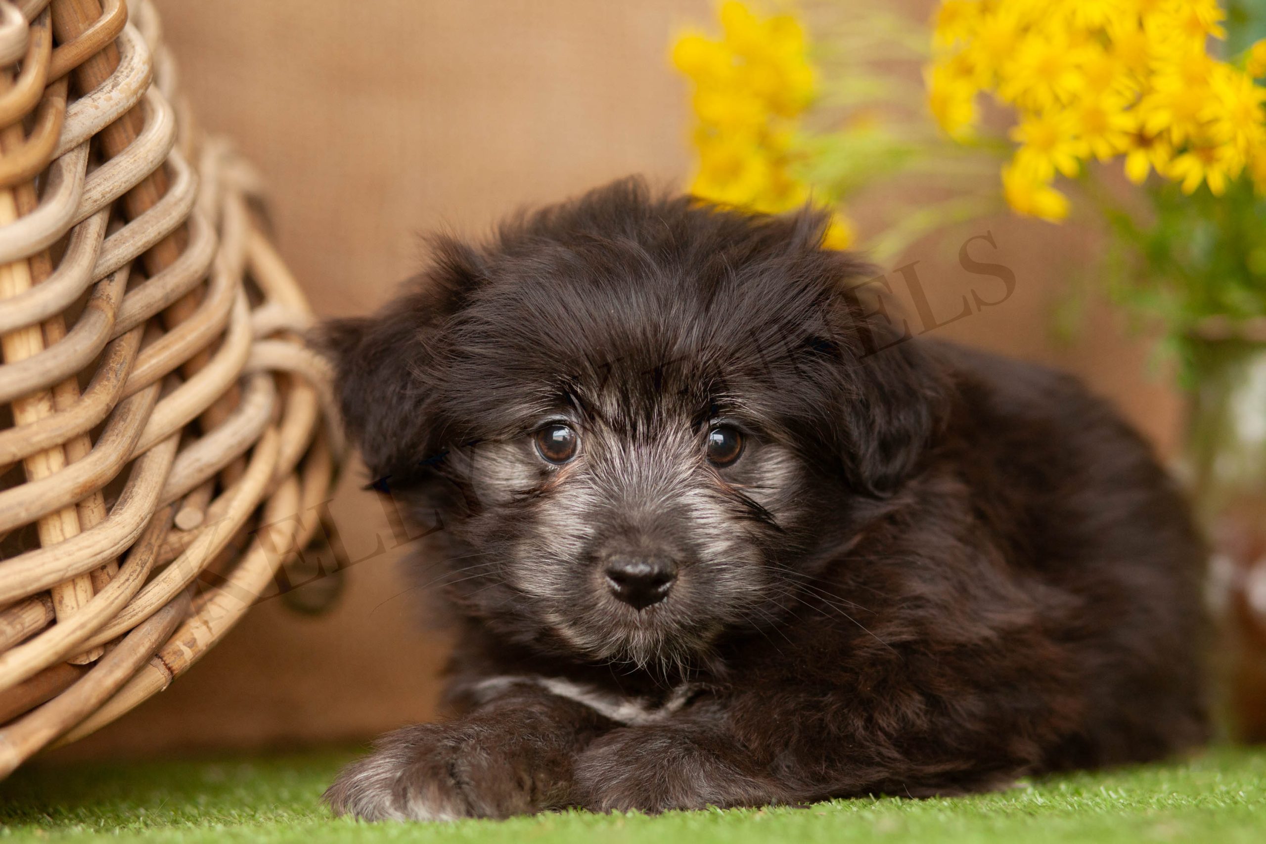 Fabulous PomTese – Kellys Kennels