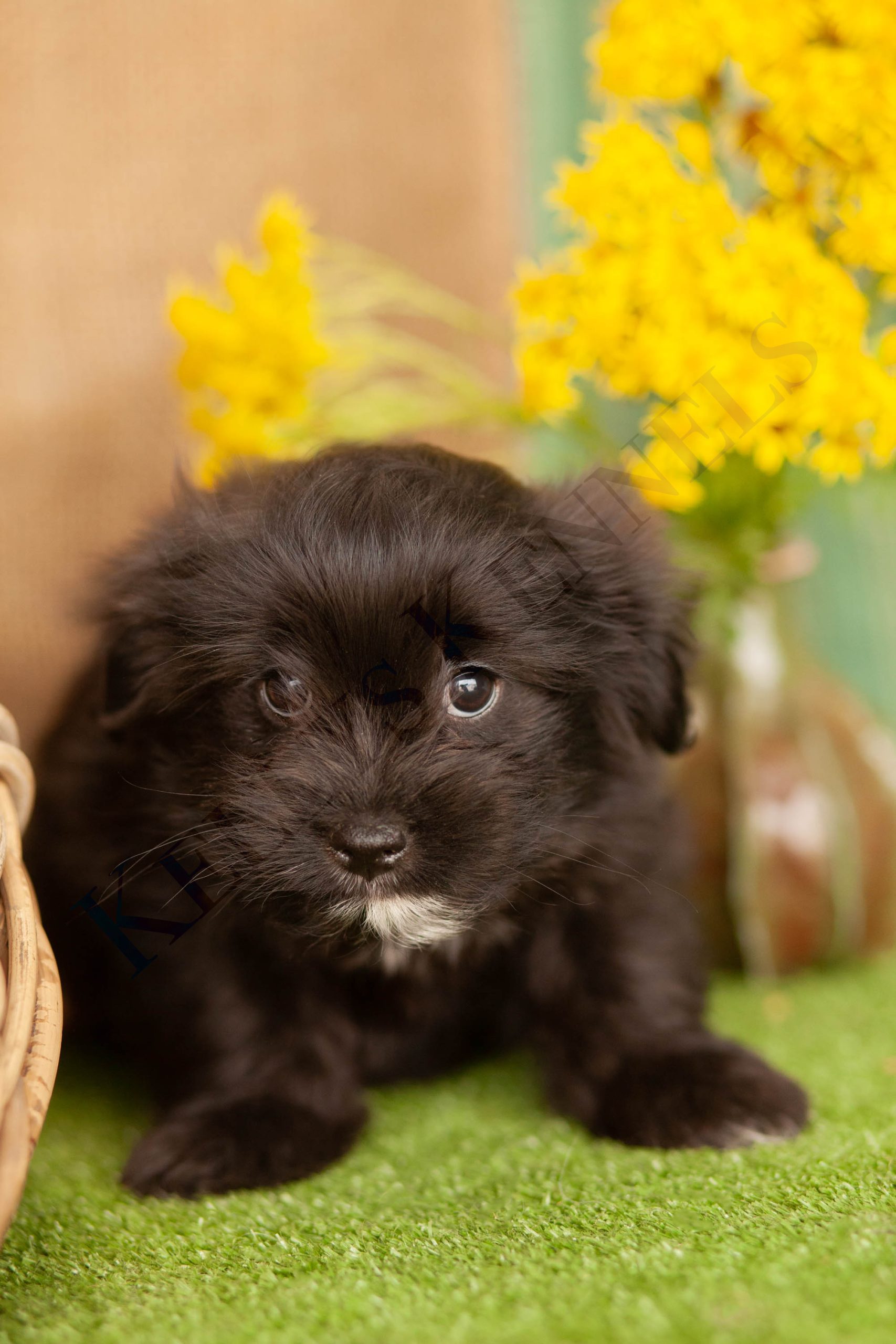 Fabulous PomTese – Kellys Kennels