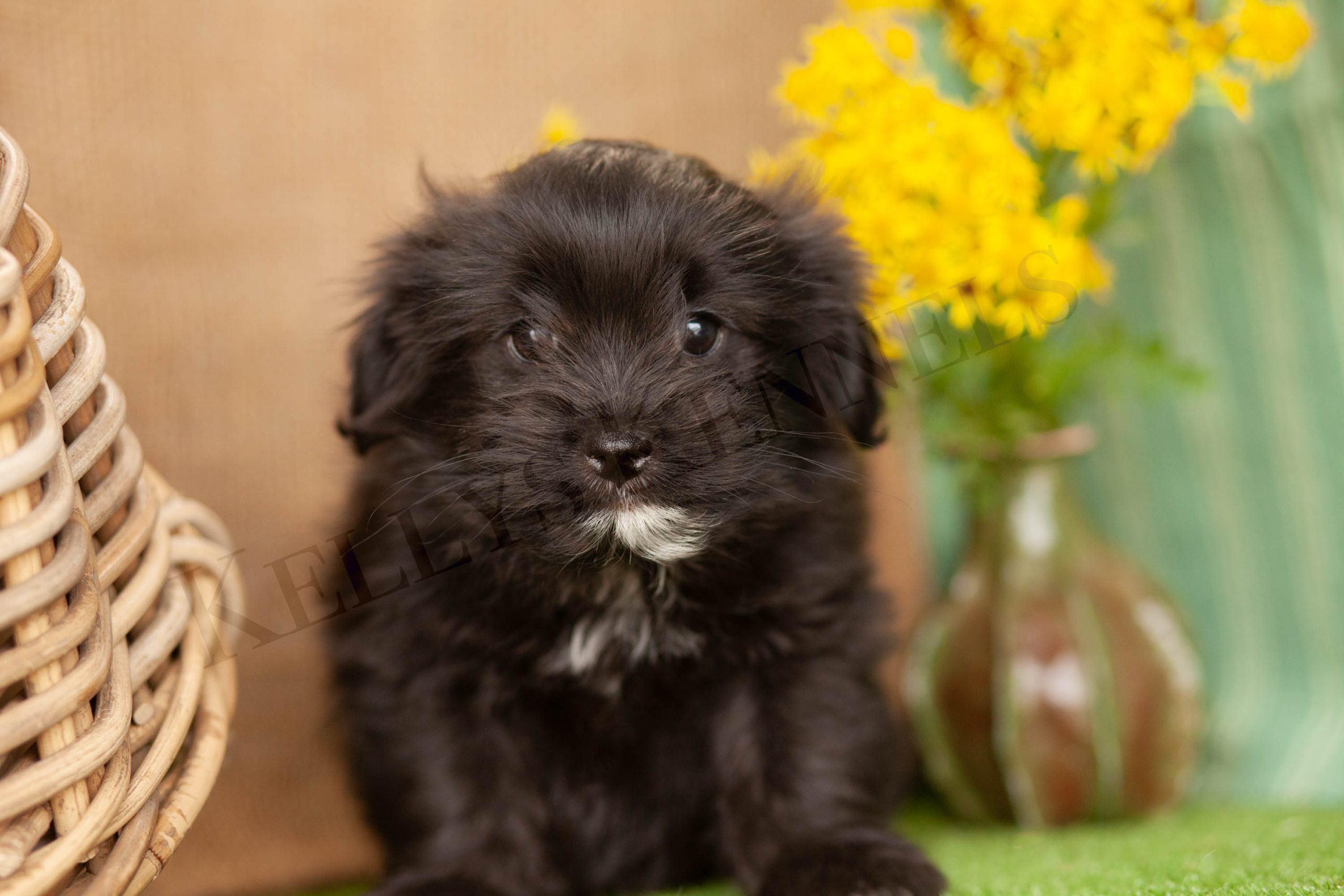 Fabulous PomTese – Kellys Kennels