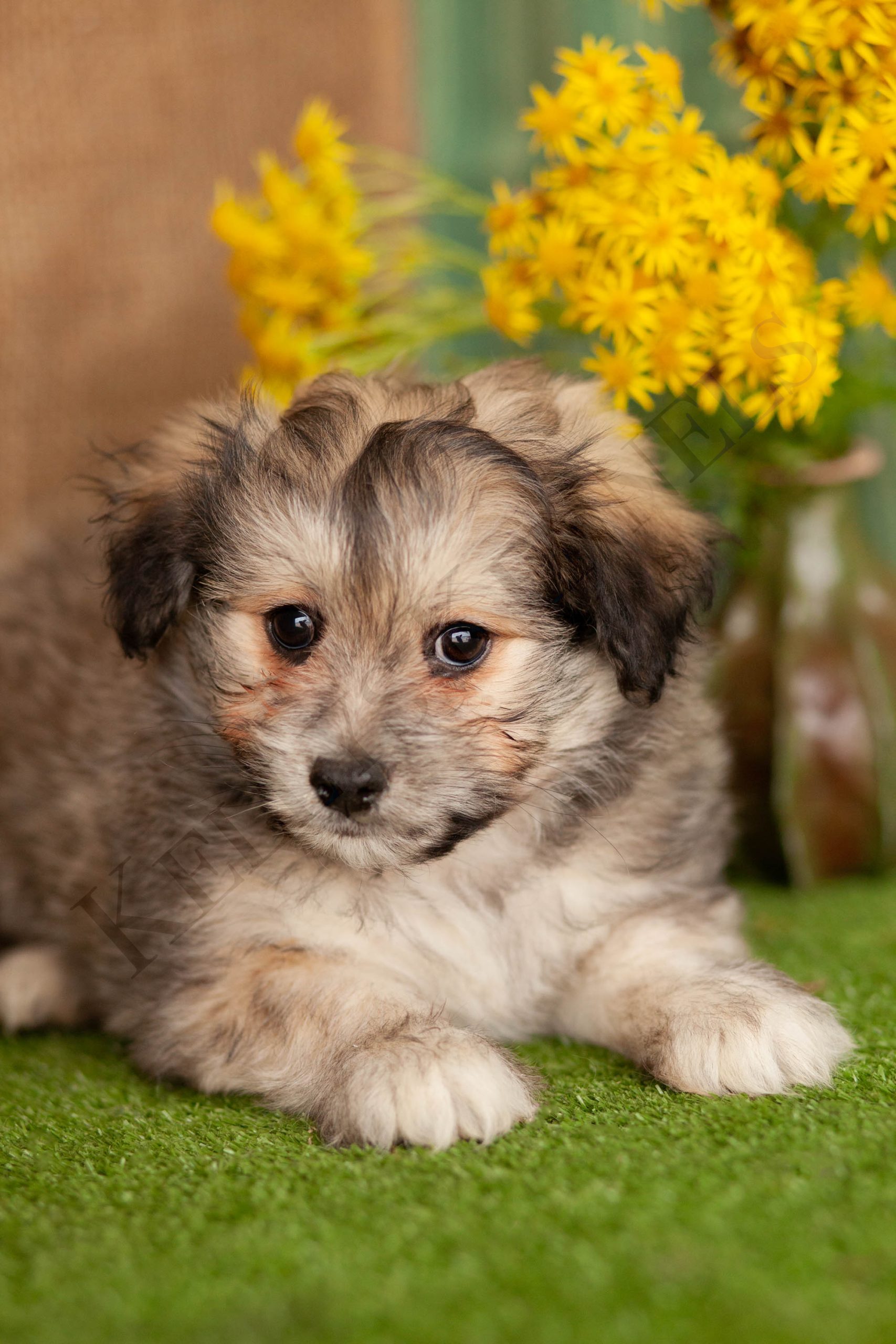 Fabulous PomTese – Kellys Kennels