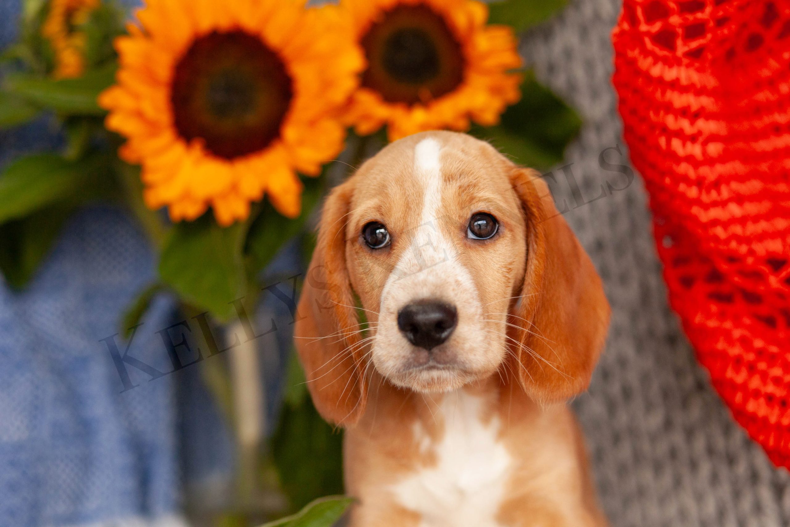 Sweet Bockers – Kellys Kennels