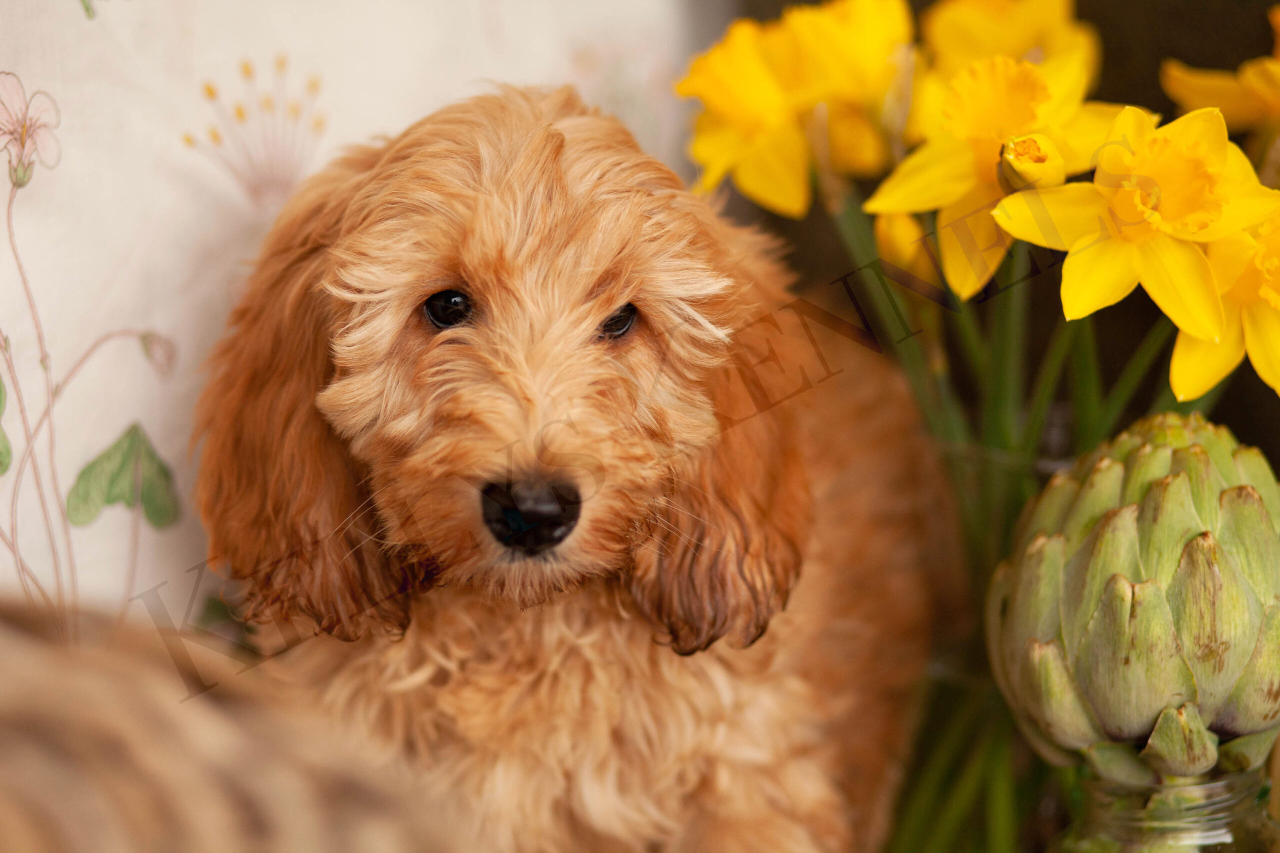 Cute F1 CockaPoos – Kellys Kennels