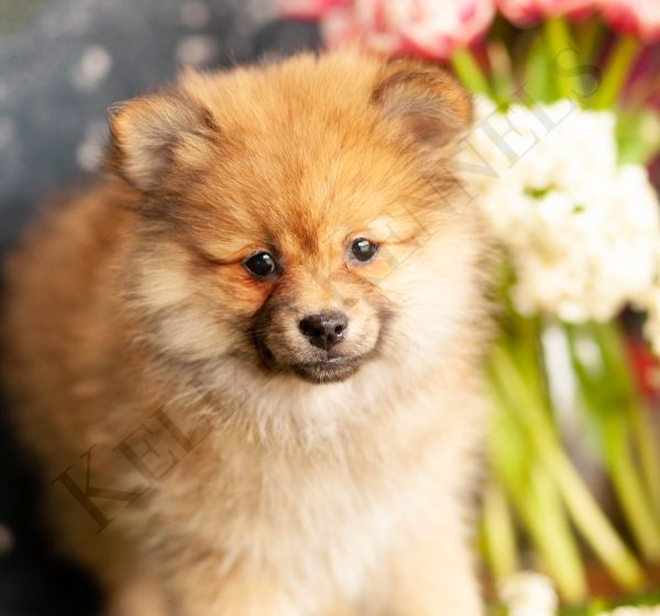 Pomspitz Puppies – Kellys Kennels