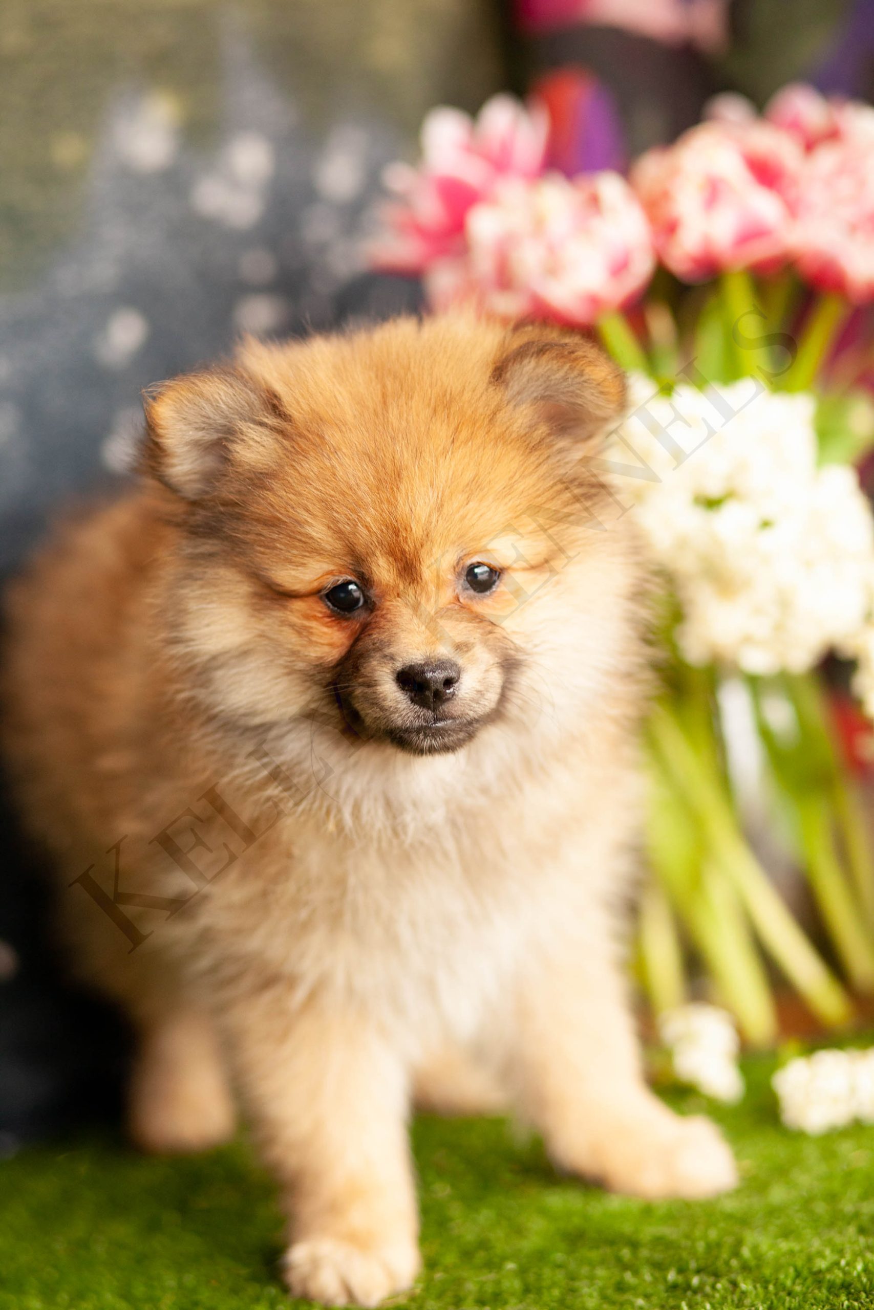 Pomspitz Puppies – Kellys Kennels