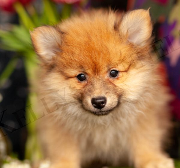Pomspitz Puppies – Kellys Kennels
