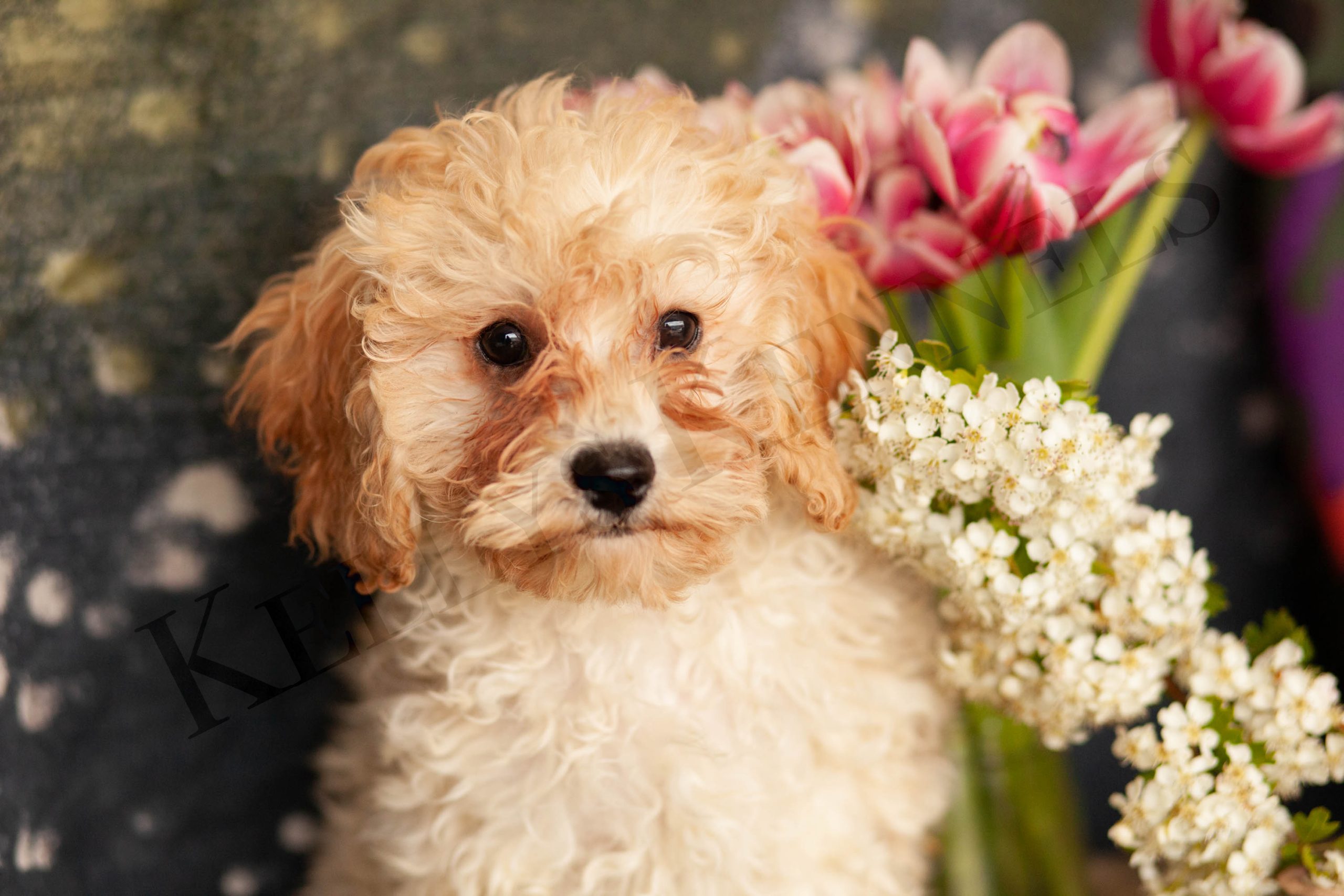 Unique CavaPooChons – Kellys Kennels