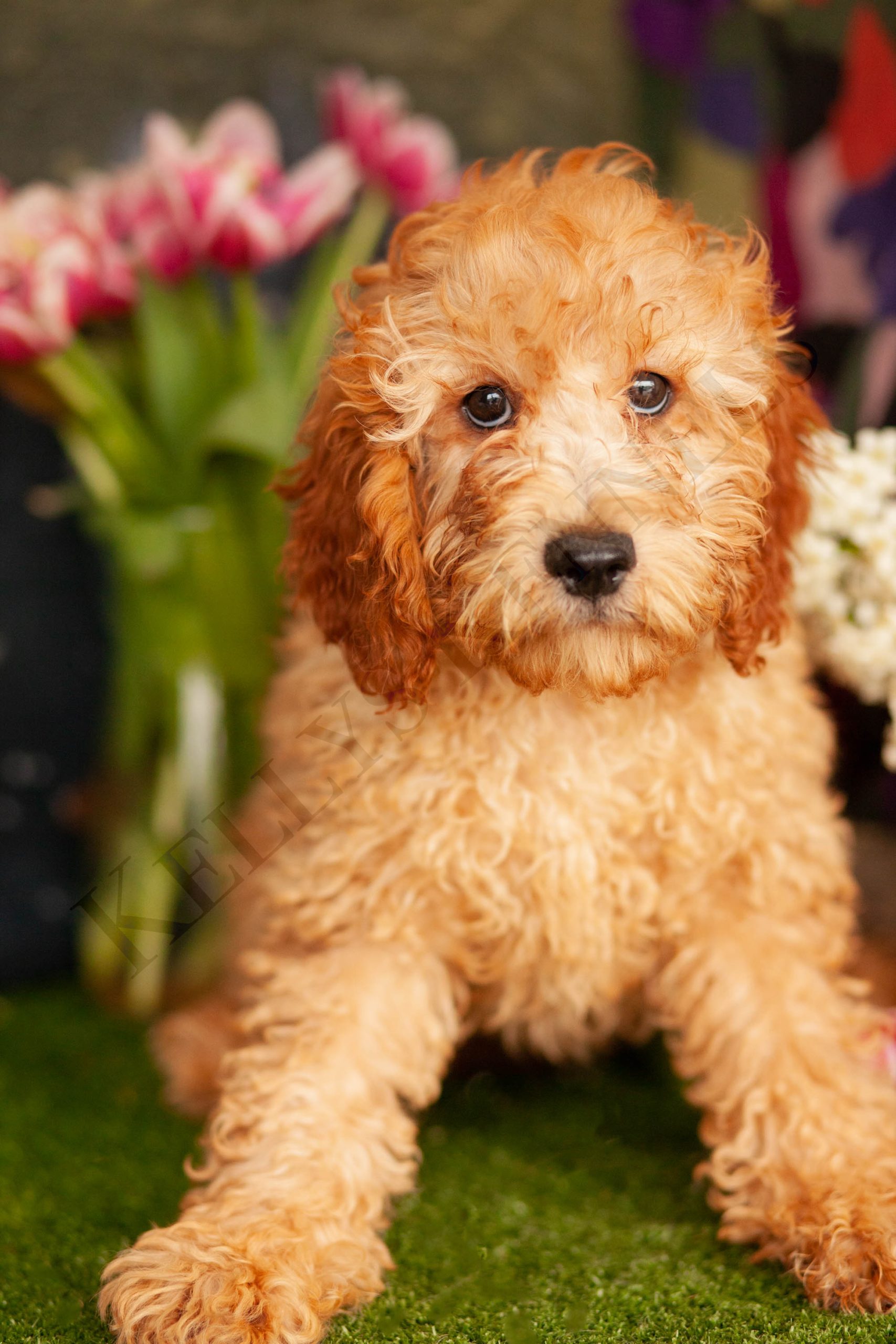Superb CavaPoos – Kellys Kennels