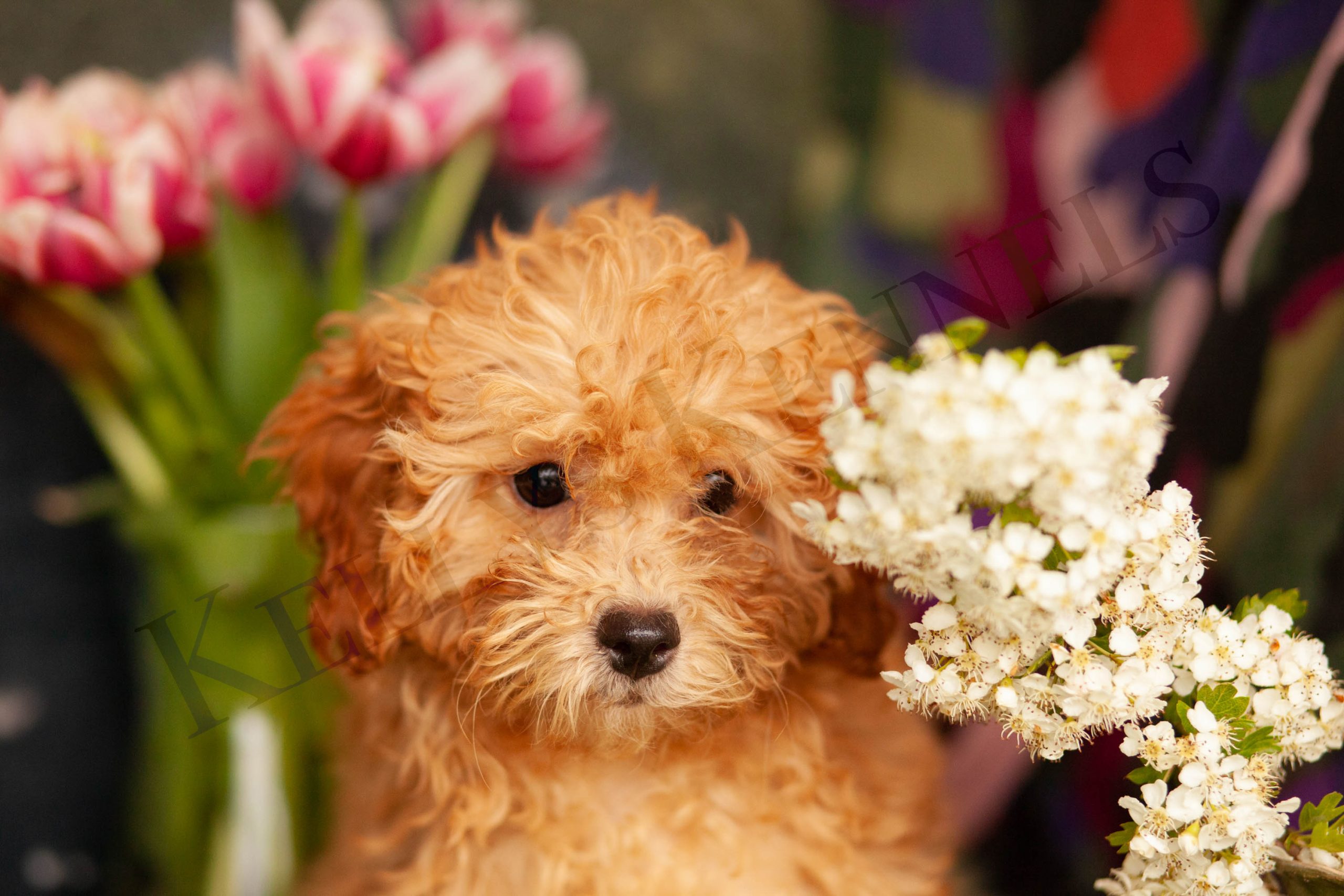 Superb CavaPoos – Kellys Kennels