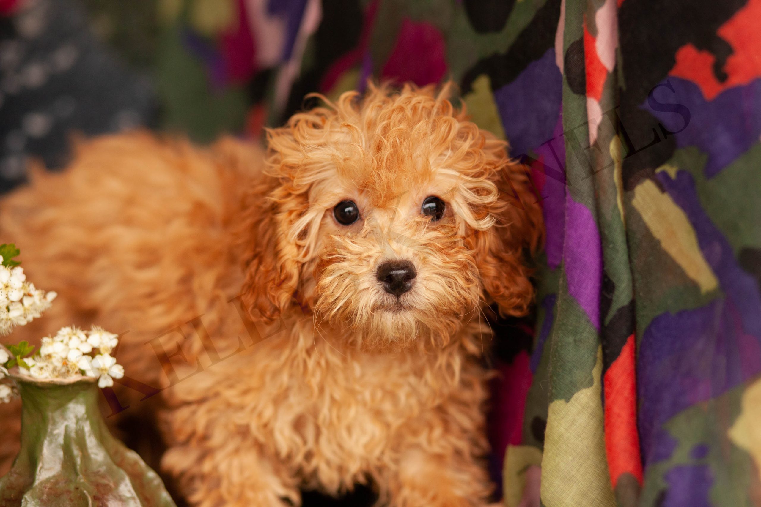 Superb CavaPoos – Kellys Kennels