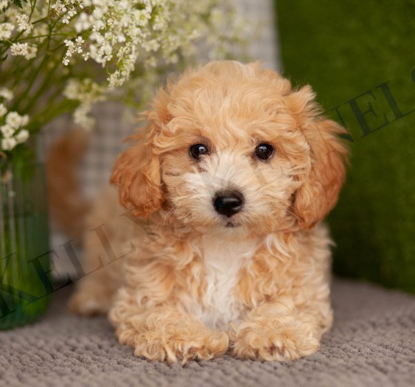 Poodle Cross Pups – Kellys Kennels