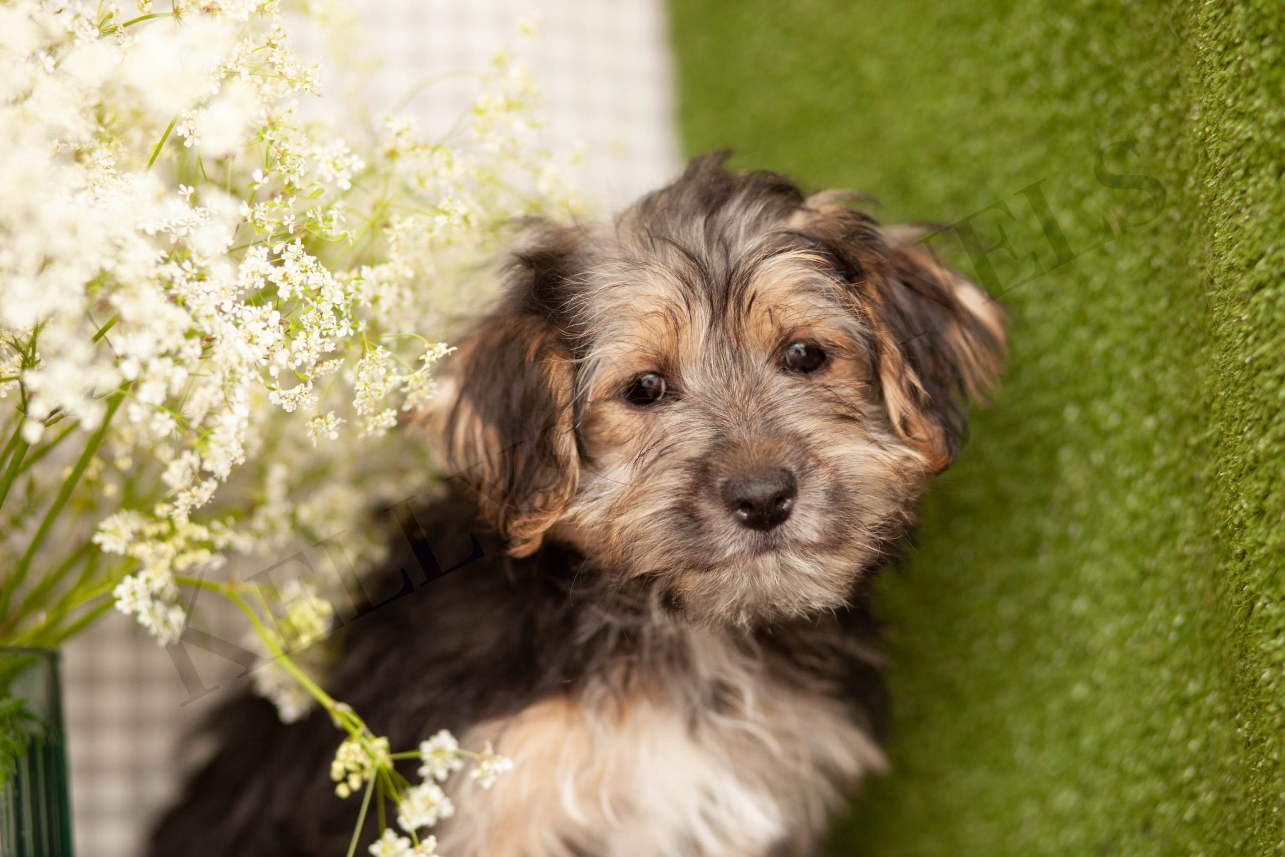 Incredible Morkies – Kellys Kennels