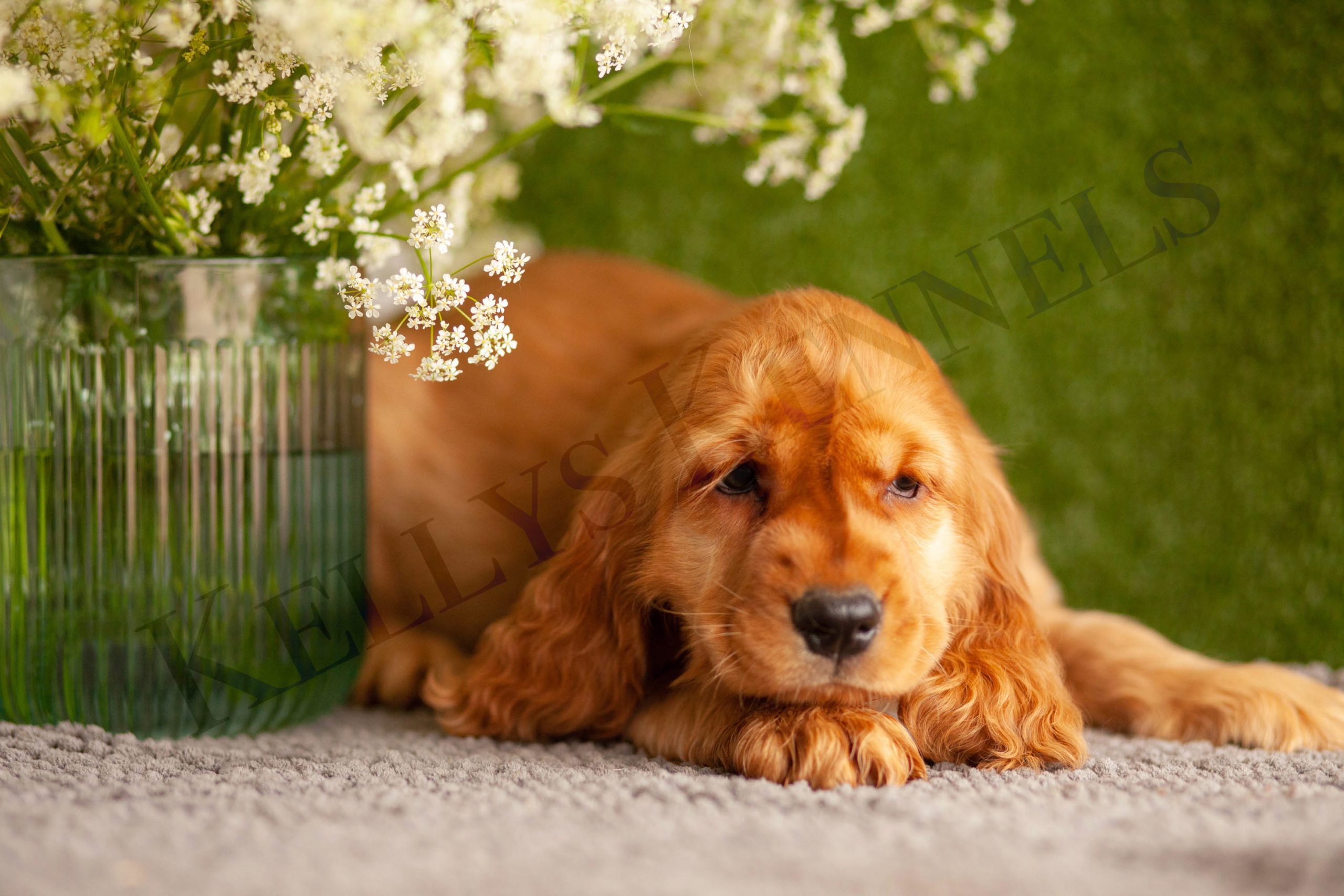 Cocker Spaniels – Kellys Kennels